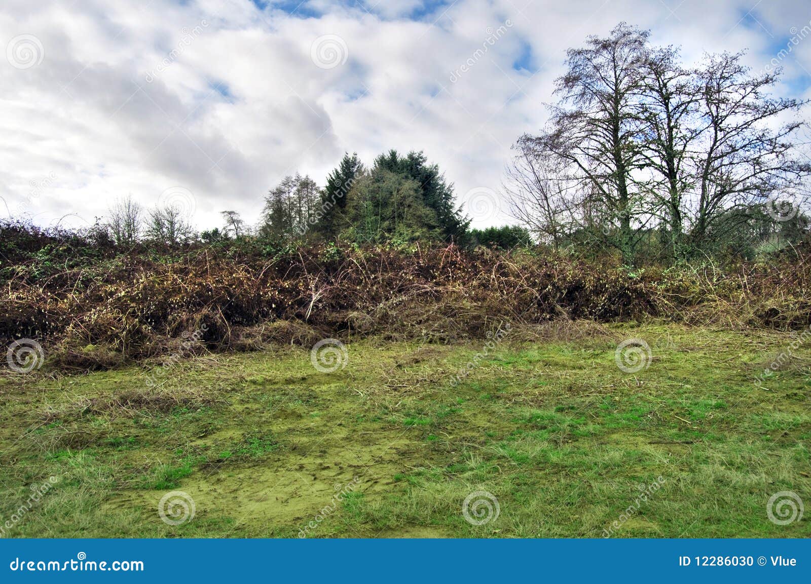 Rural Field Grass Land with Shrubs and Bushes Stock Photo - Image of ...