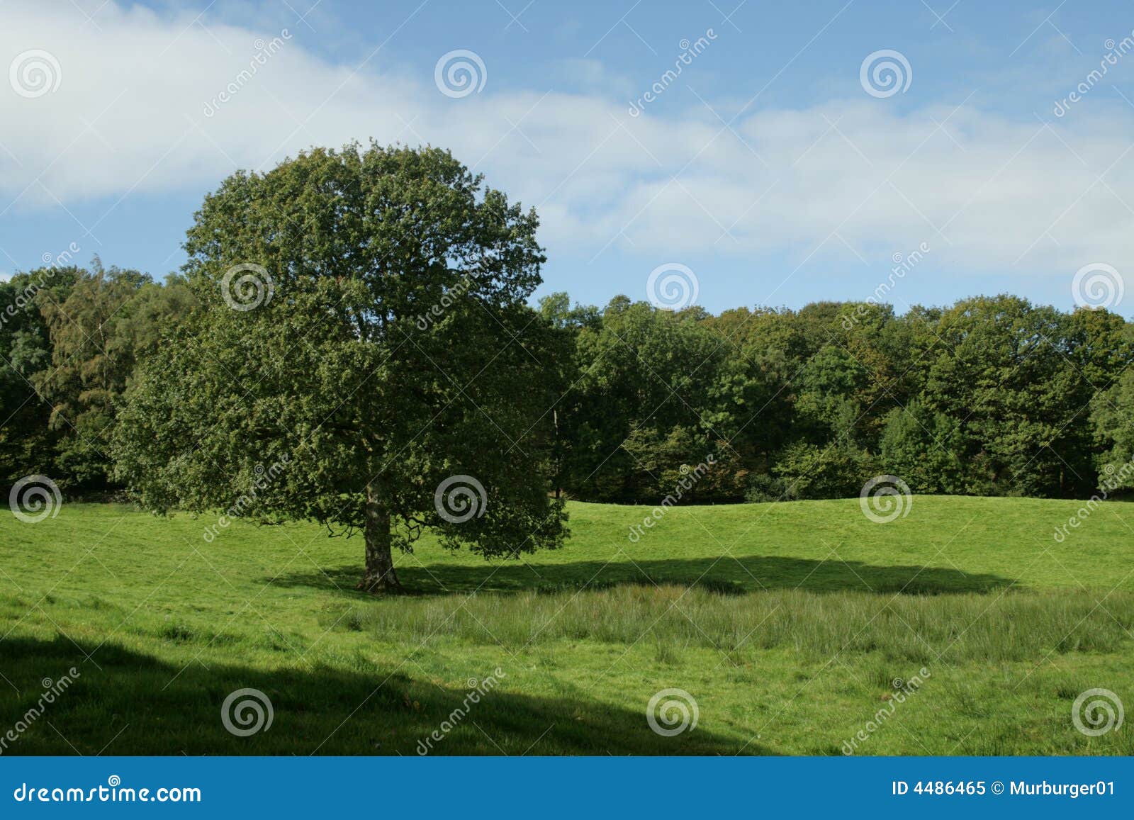 Rural Field Scene in the Lake District Stock Image - Image of valley ...
