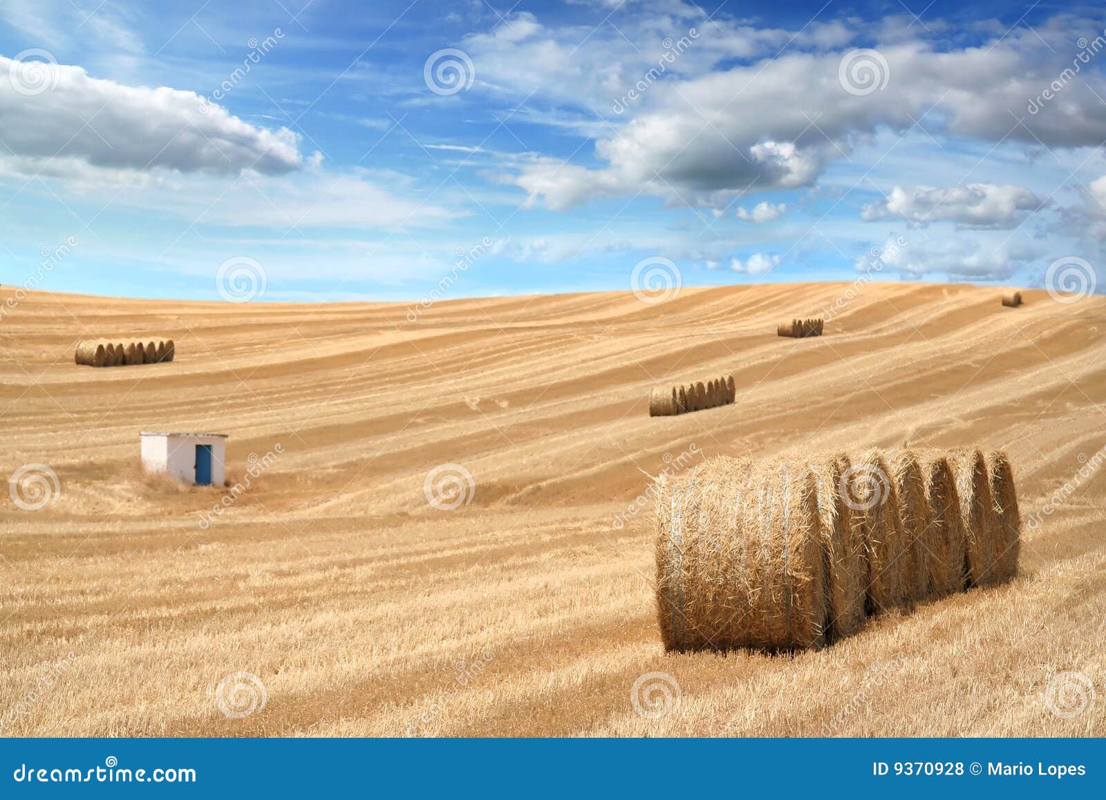 Rural Field after Season Crop Stock Photo - Image of landscape, meadow ...