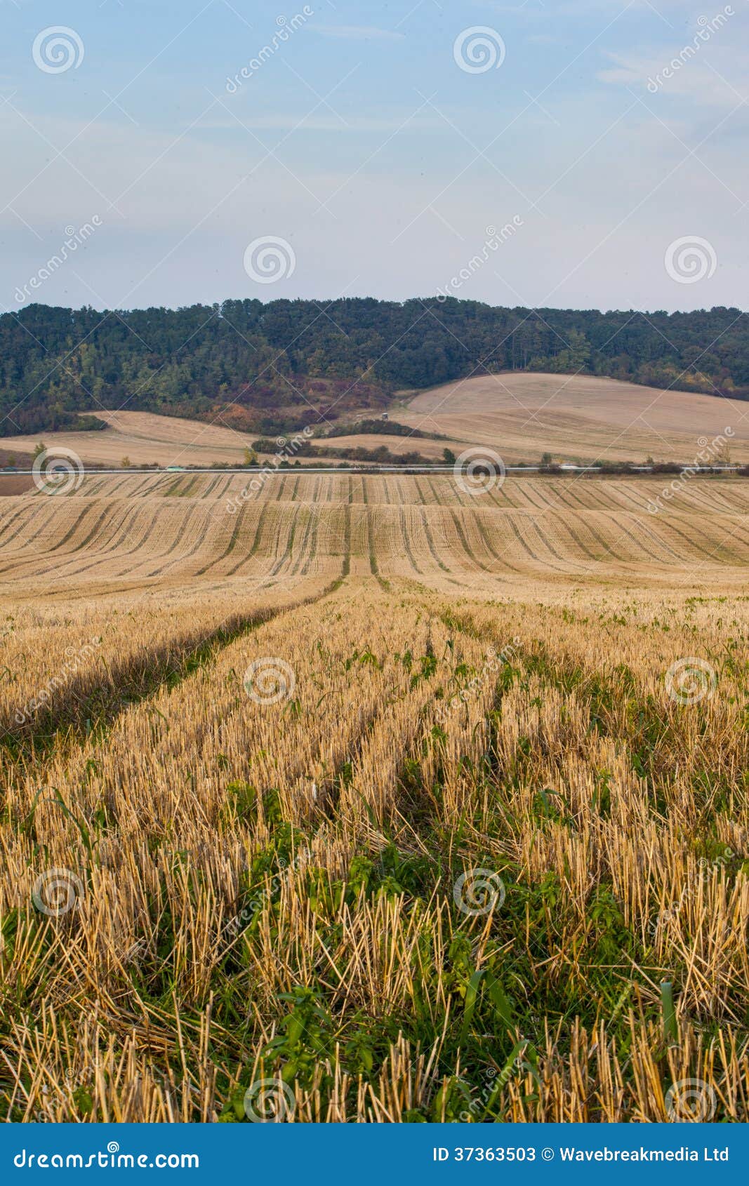 Rural Fields Against Trees and Sky Stock Image - Image of scene ...
