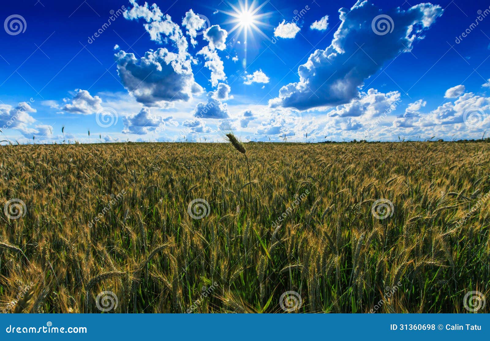 Rural Fields on a Sunny Day Stock Photo - Image of force, barley: 31360698
