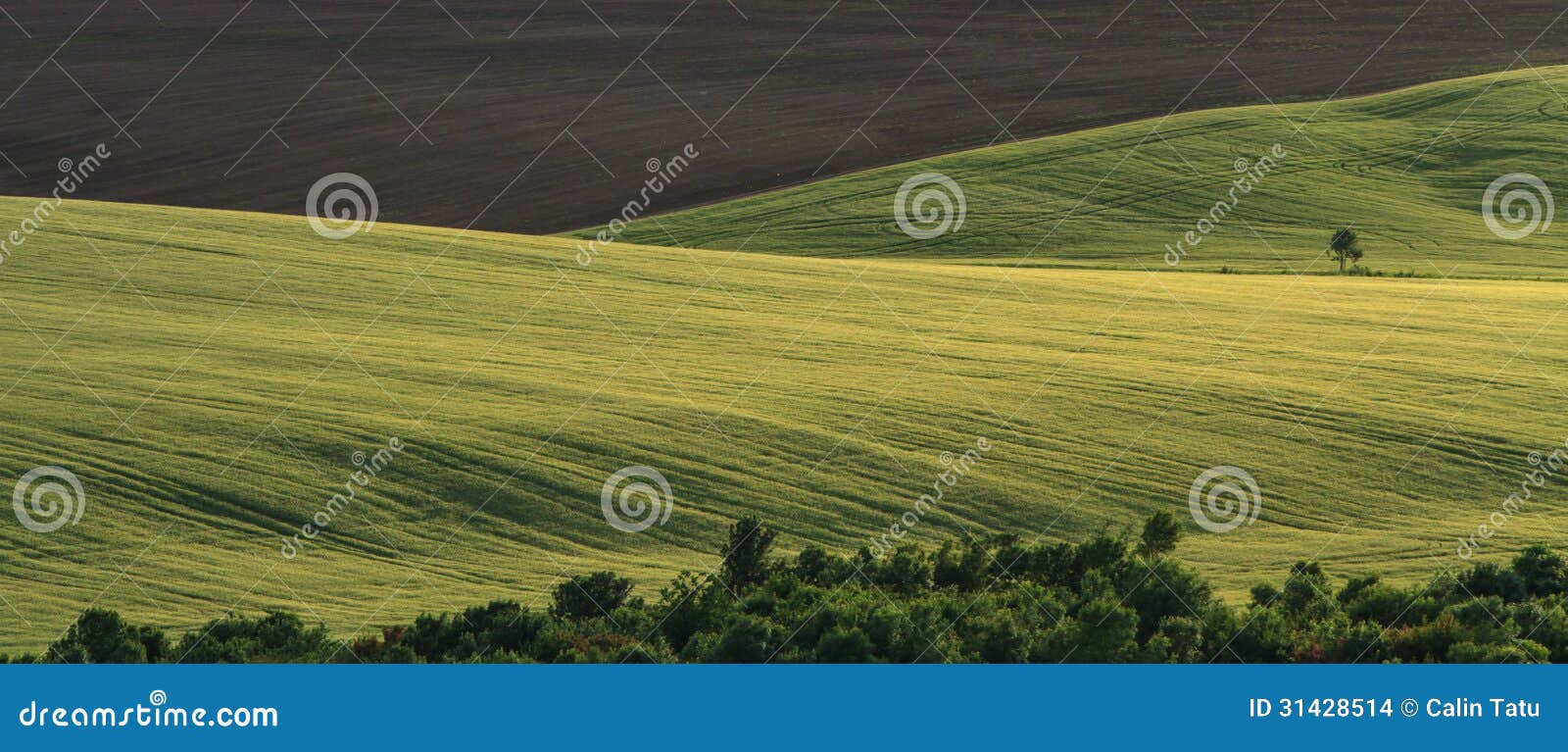 Rural Fields on a Sunny Day Stock Photo - Image of light, environment ...