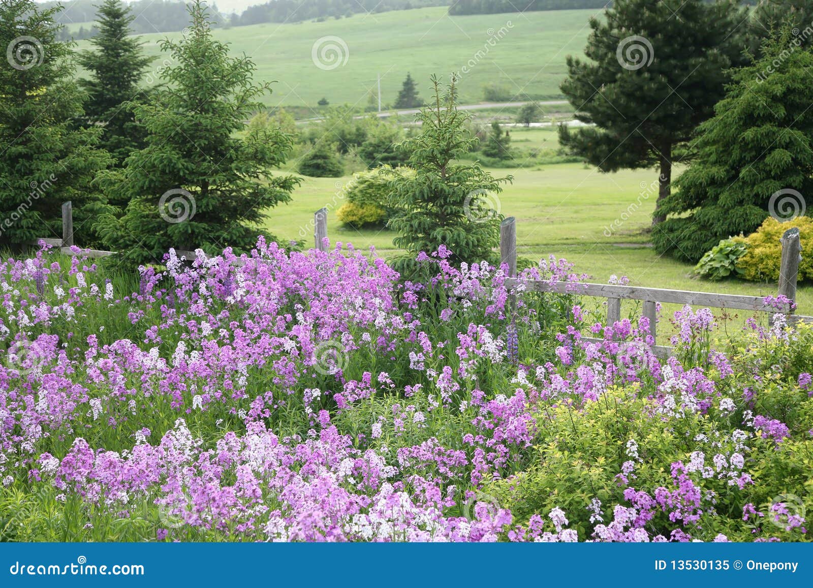 Rural Flowers stock image. Image of wildflower, foliage - 13530135