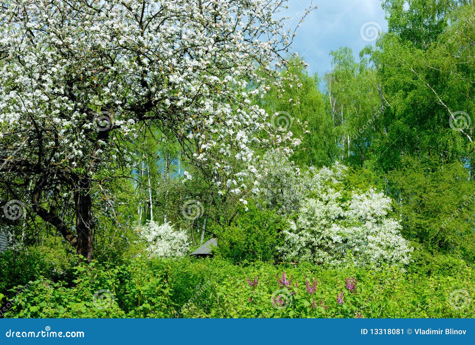 Rural garden. stock image. Image of bushes, flower, nature - 13318081