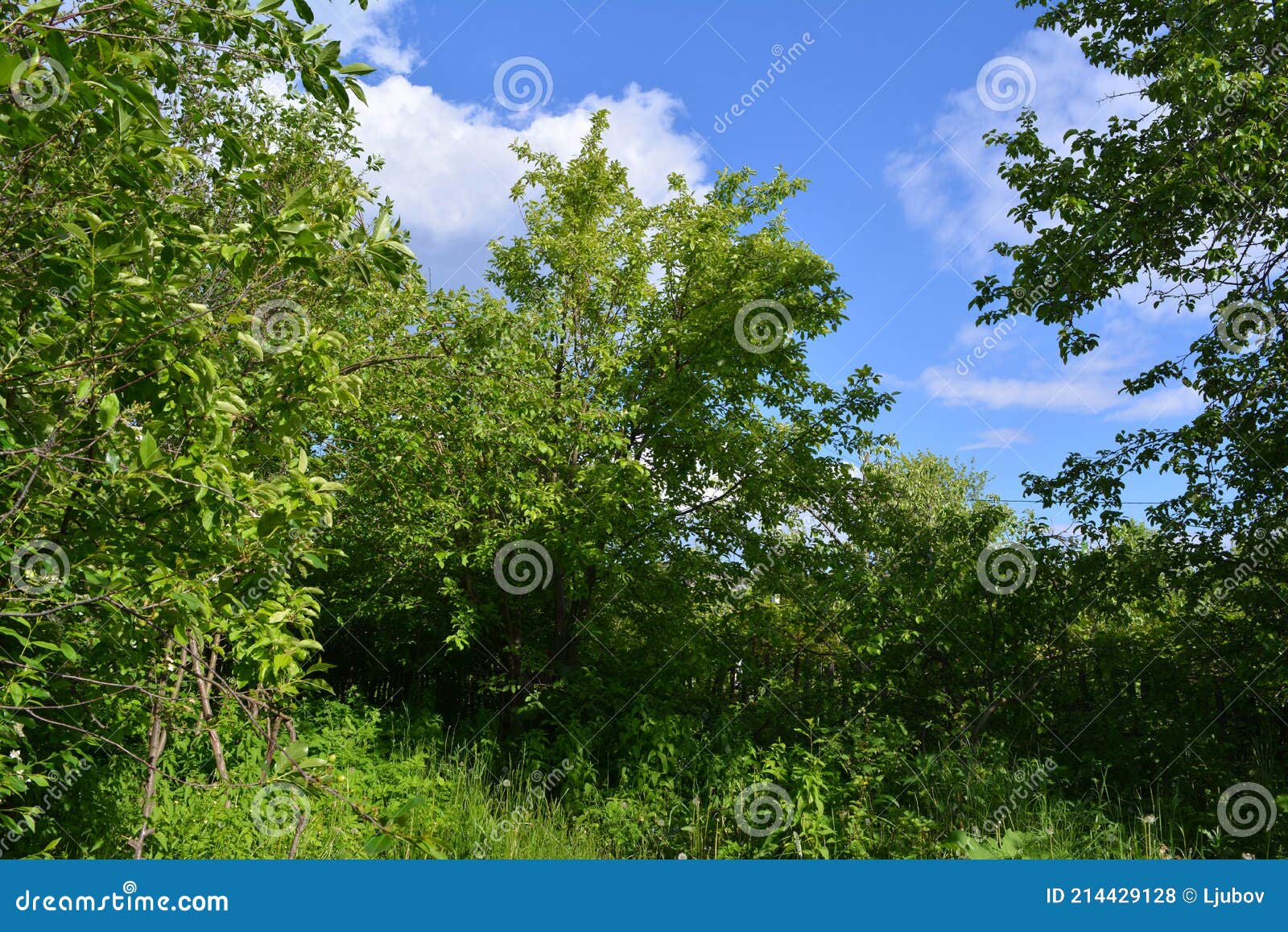 Rural Garden with Apple Trees and Green Grass in Summer Stock Photo ...