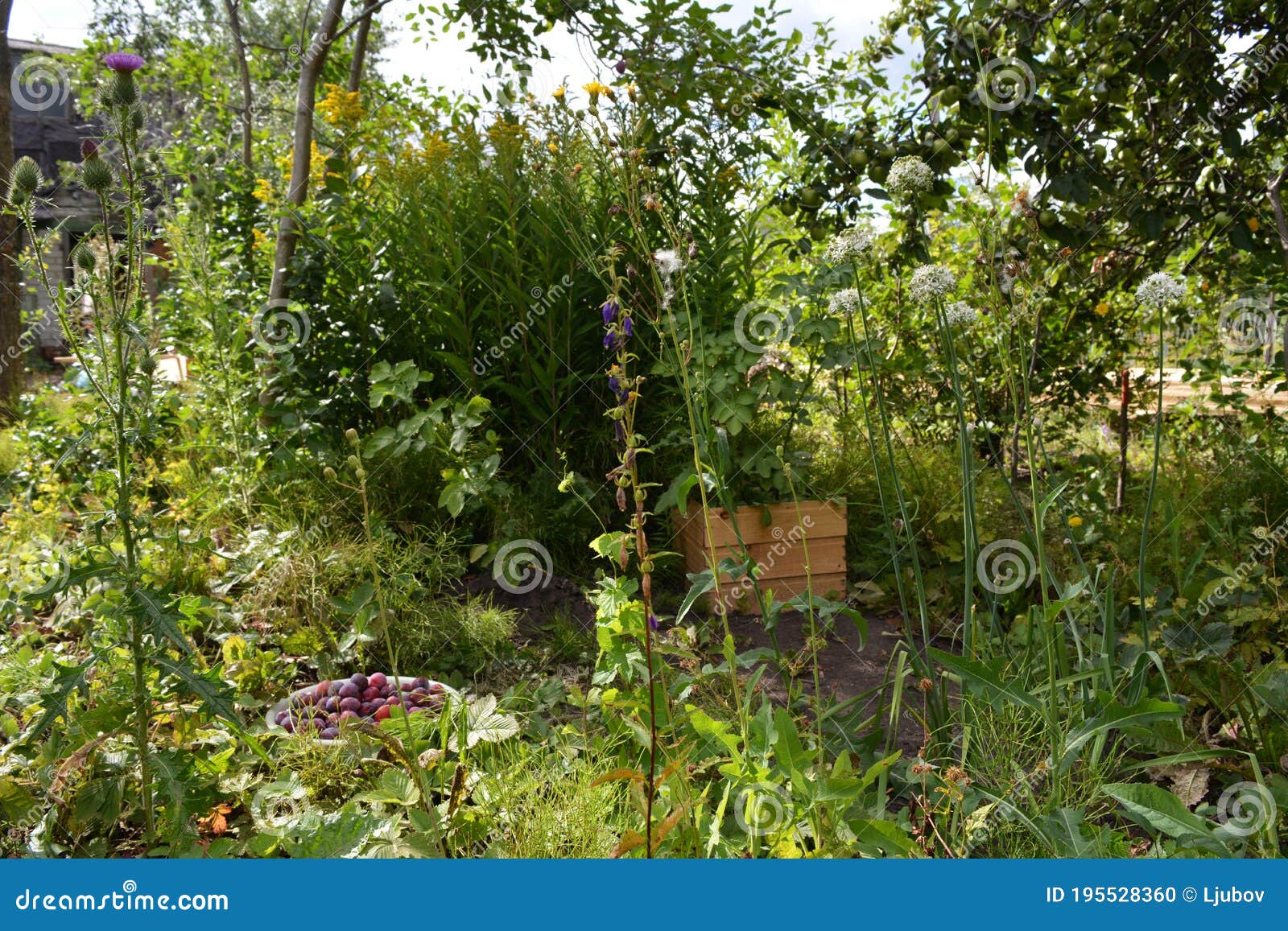 Rural Garden with Trees, and Wild and Cultivated Herbs Stock Photo ...