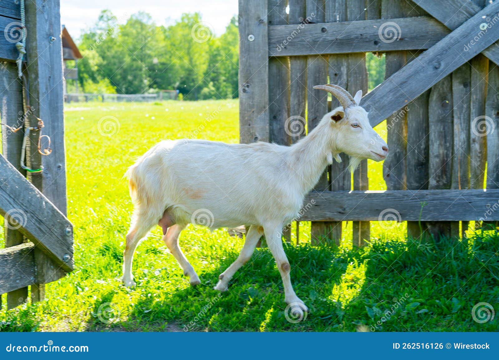 Rural Goat Walking through Wooden Doors on a Meadow Stock Photo - Image ...