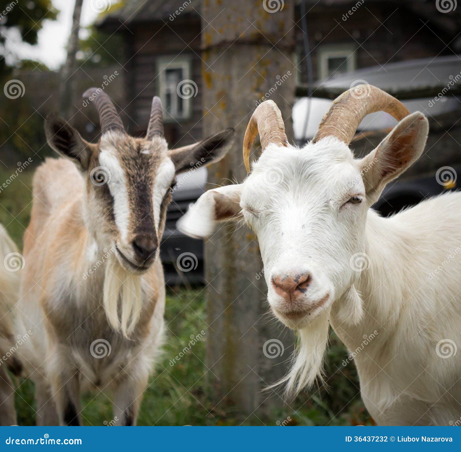 Rural goats stock photo. Image of countryside, closeup - 36437232