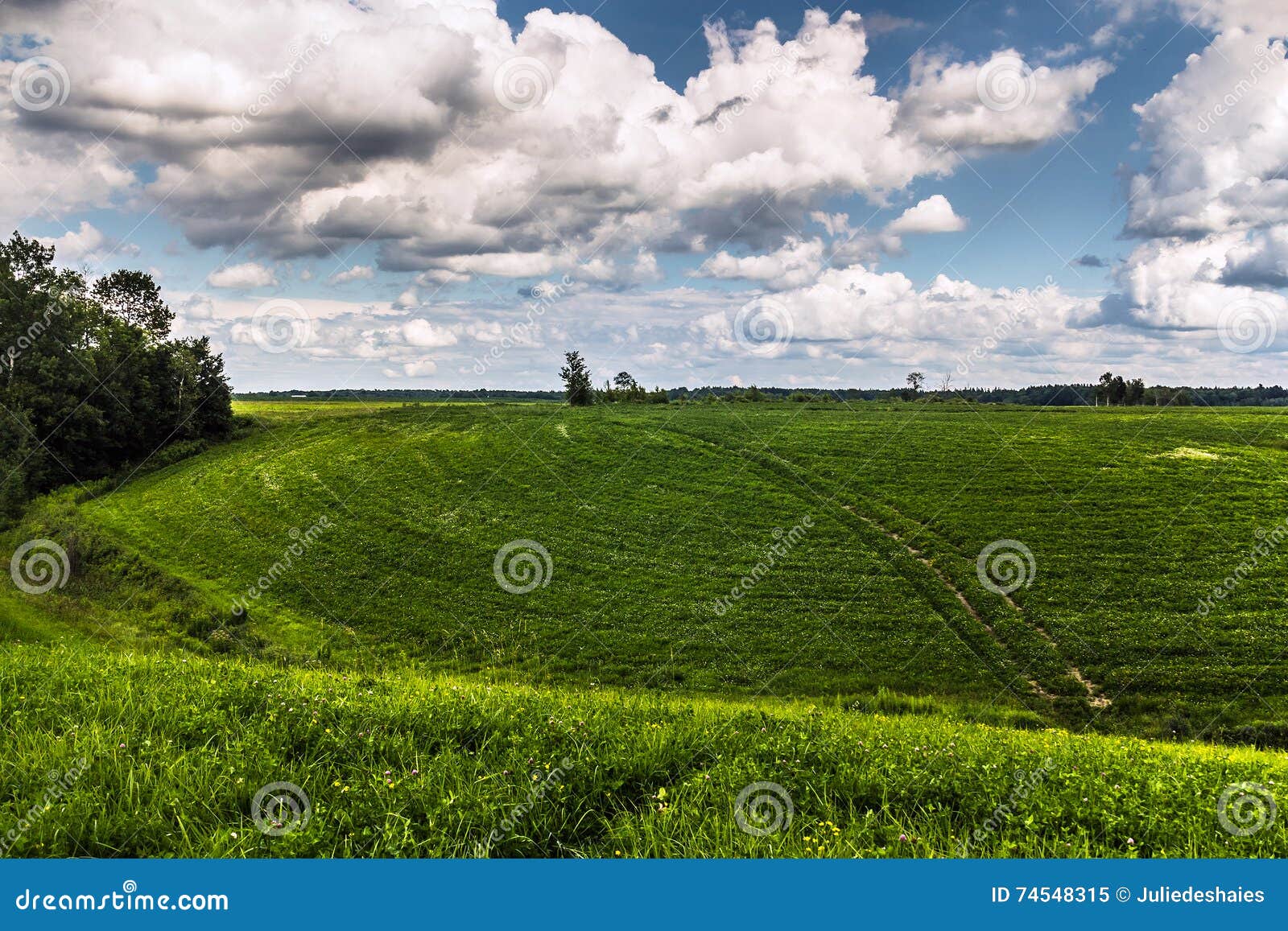 Rural Grass Field Landscape Stock Image - Image of agriculture, spring ...
