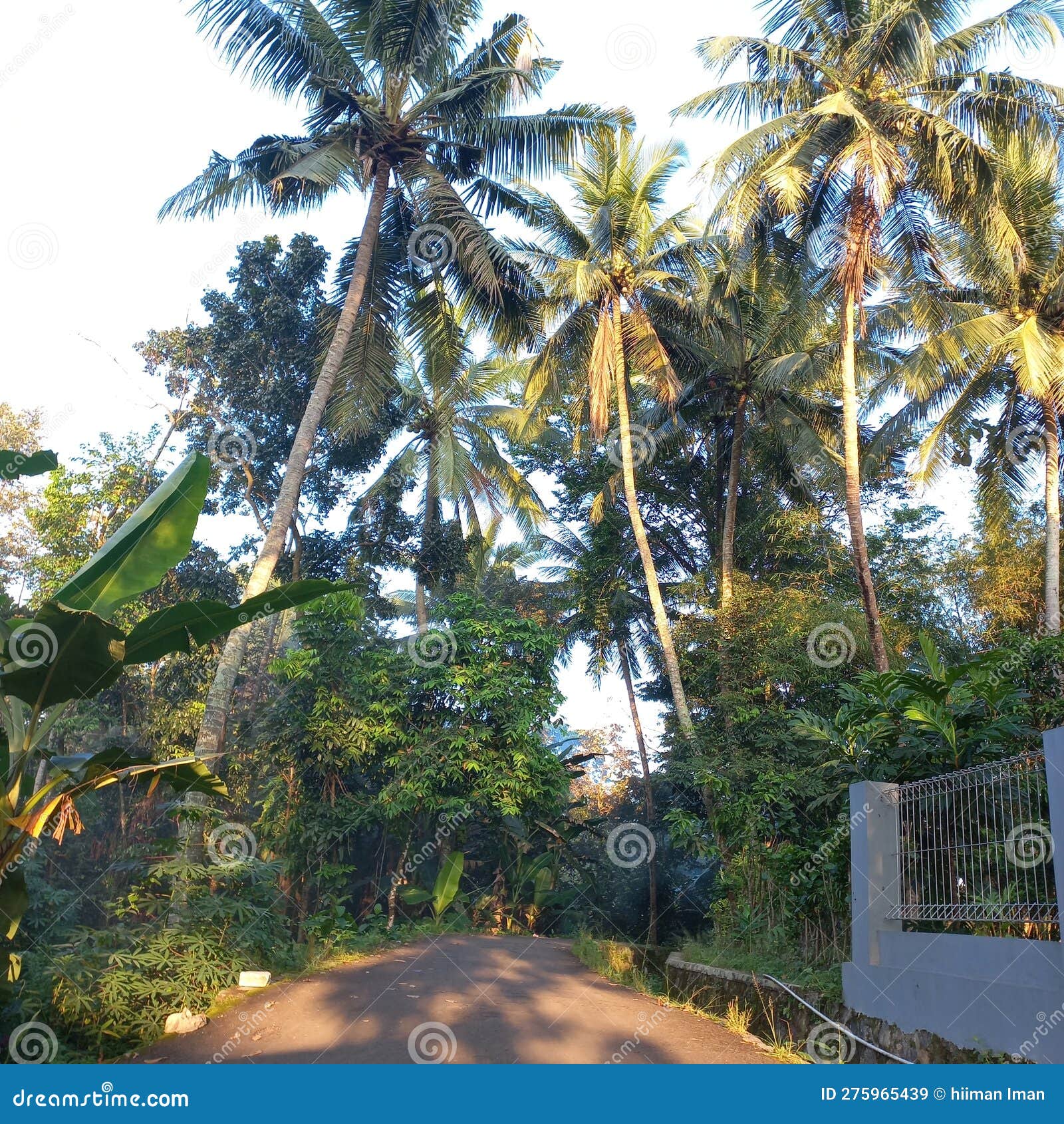 Rural Highway Overgrown with Coconut Trees Stock Image - Image of trees ...