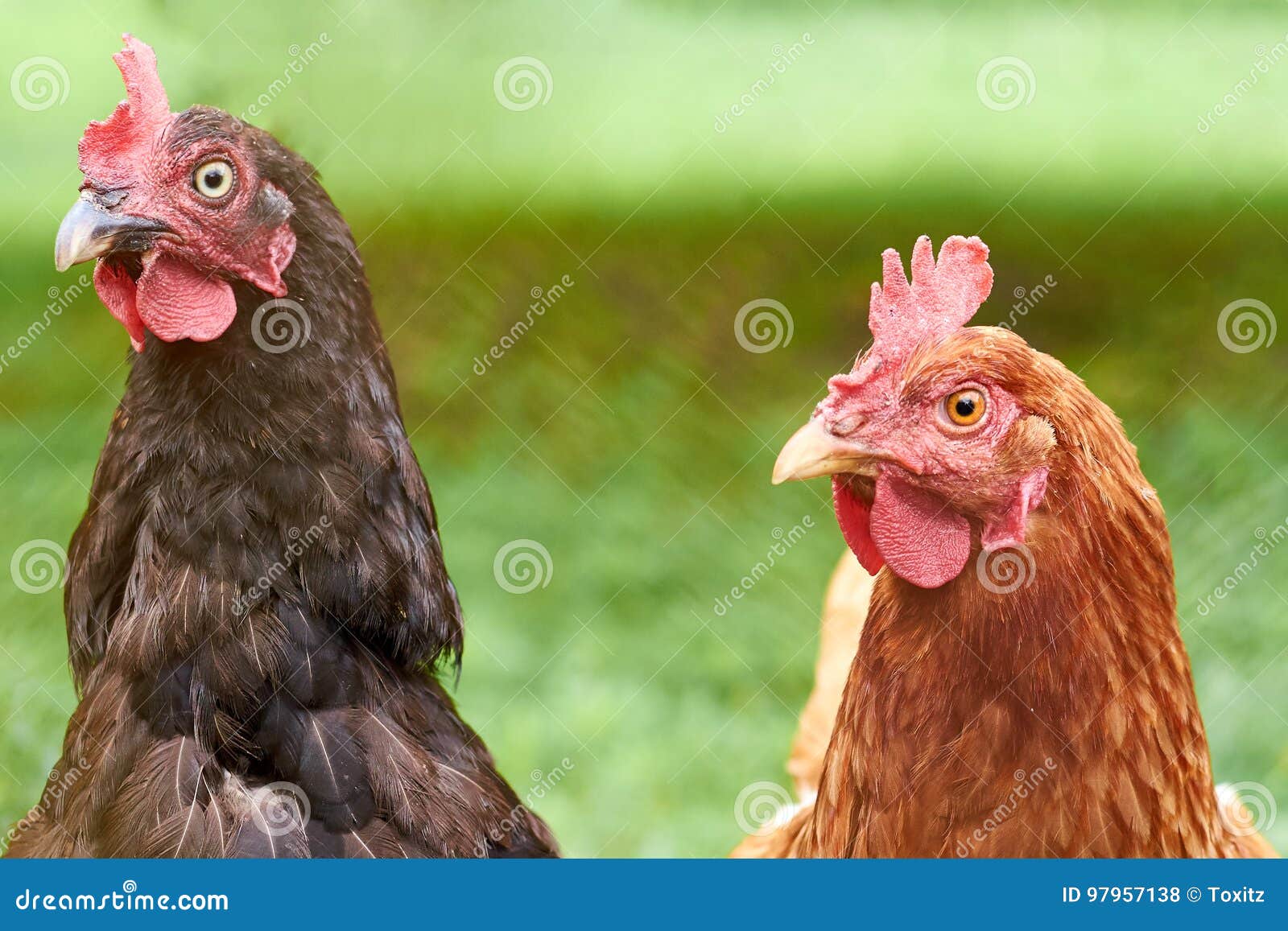 Rural Home Chickens. Heavy Rural Labour of Growing. Stock Photo - Image ...