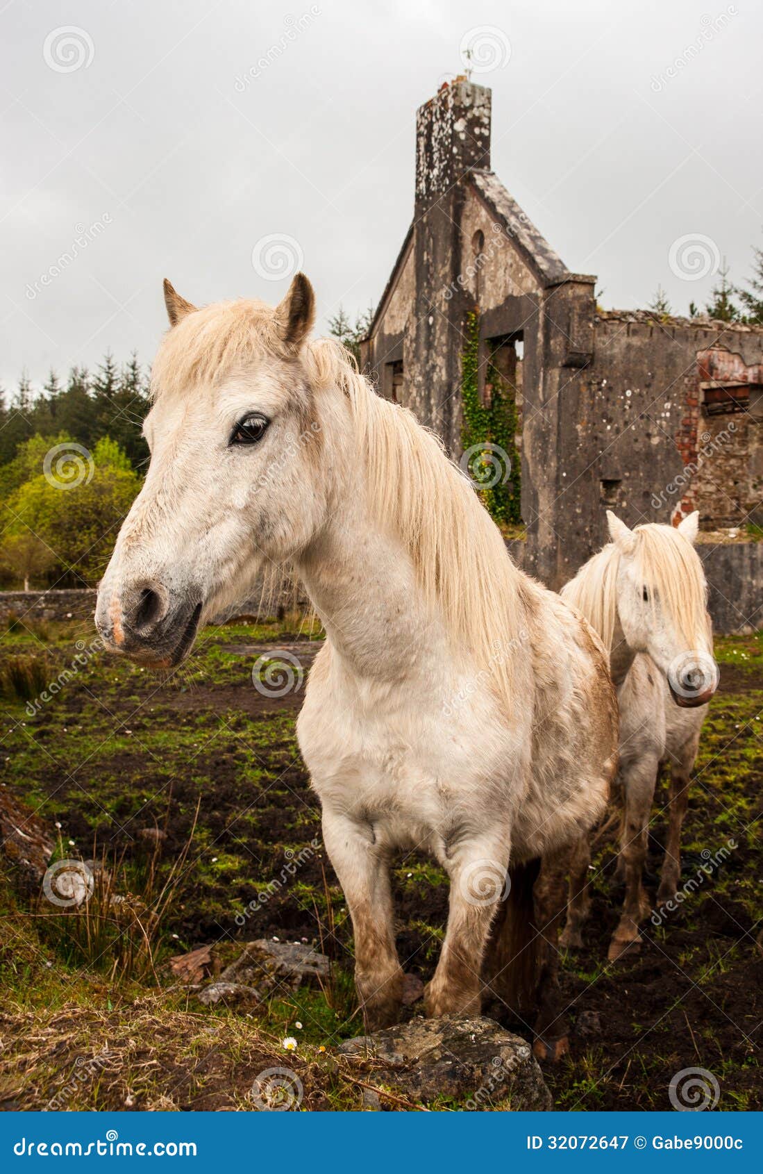 Rural horses in Ireland stock image. Image of field, ruins - 32072647