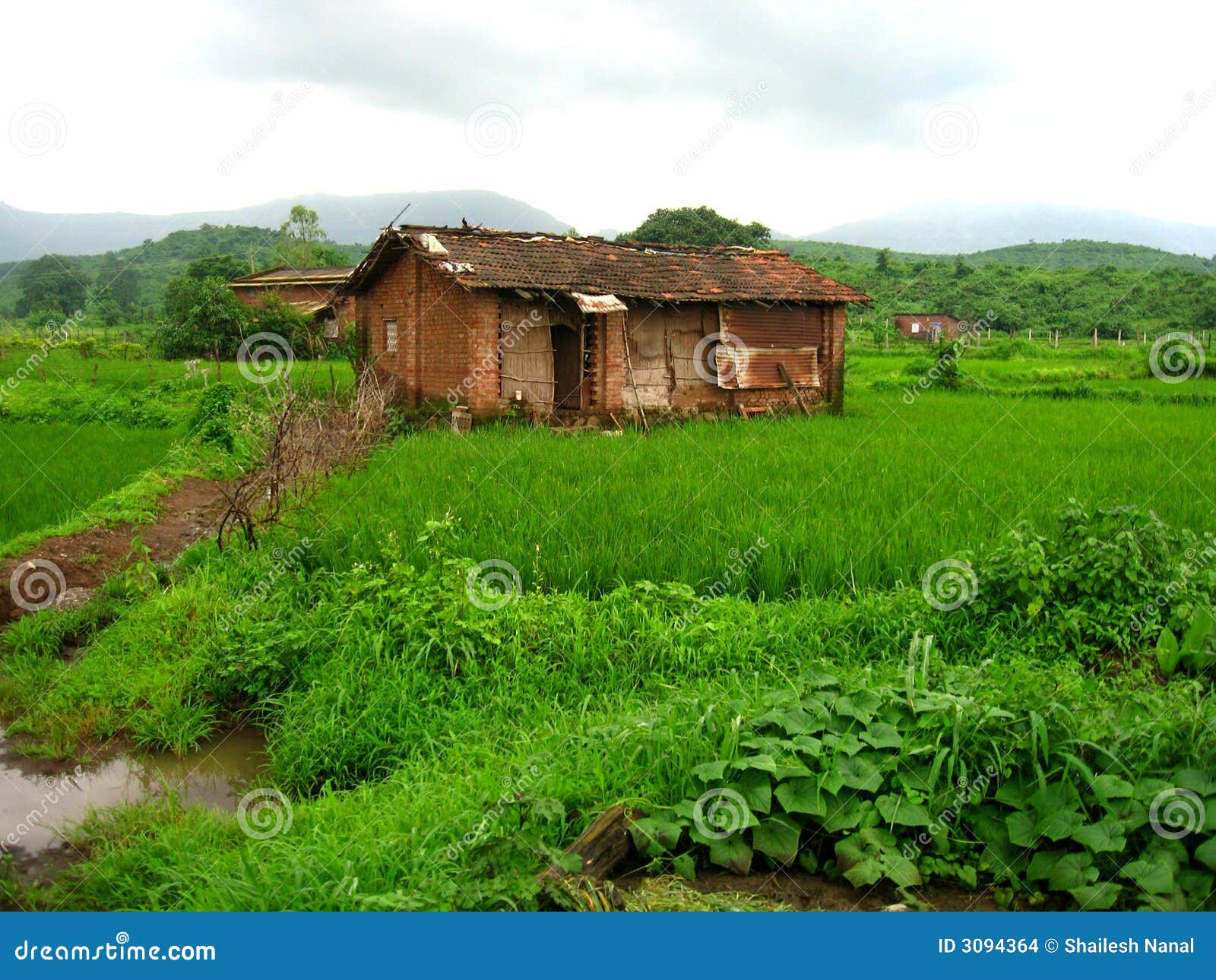 Rural hut on wetland farm stock photo. Image of building - 3094364