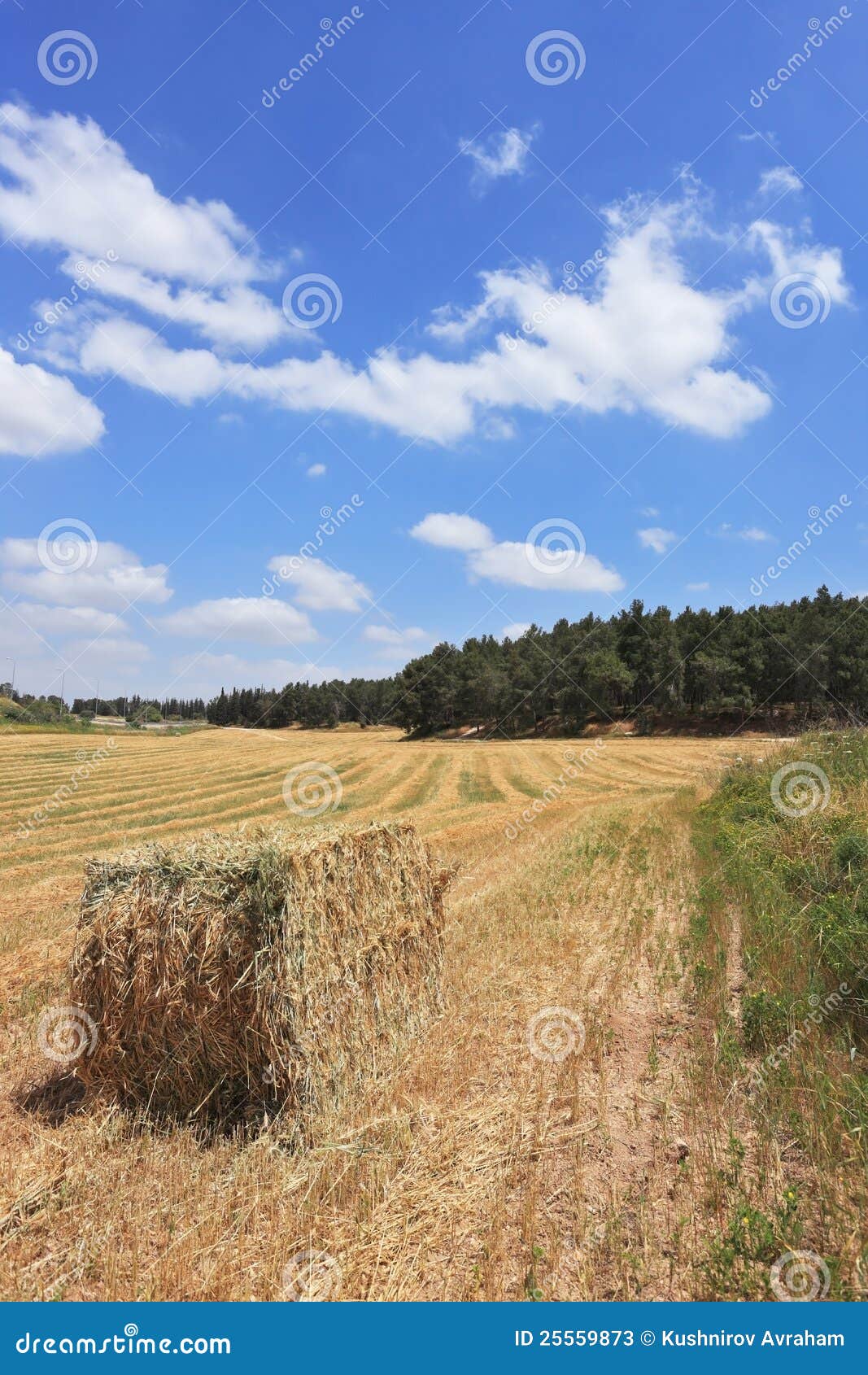 The rural idyll stock image. Image of spring, cereal - 25559873