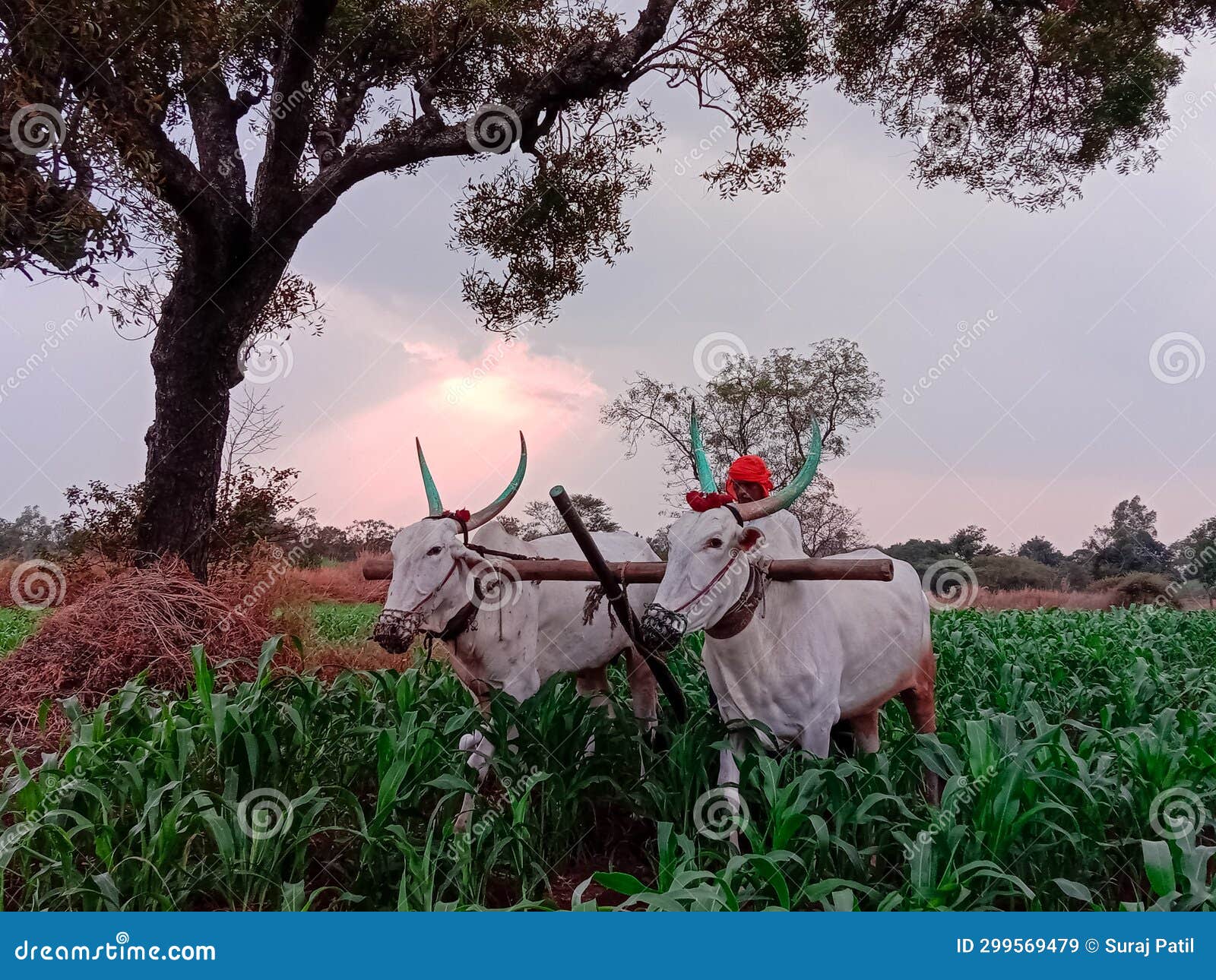 The Rural India Farm at Dusk Editorial Stock Image - Image of work ...