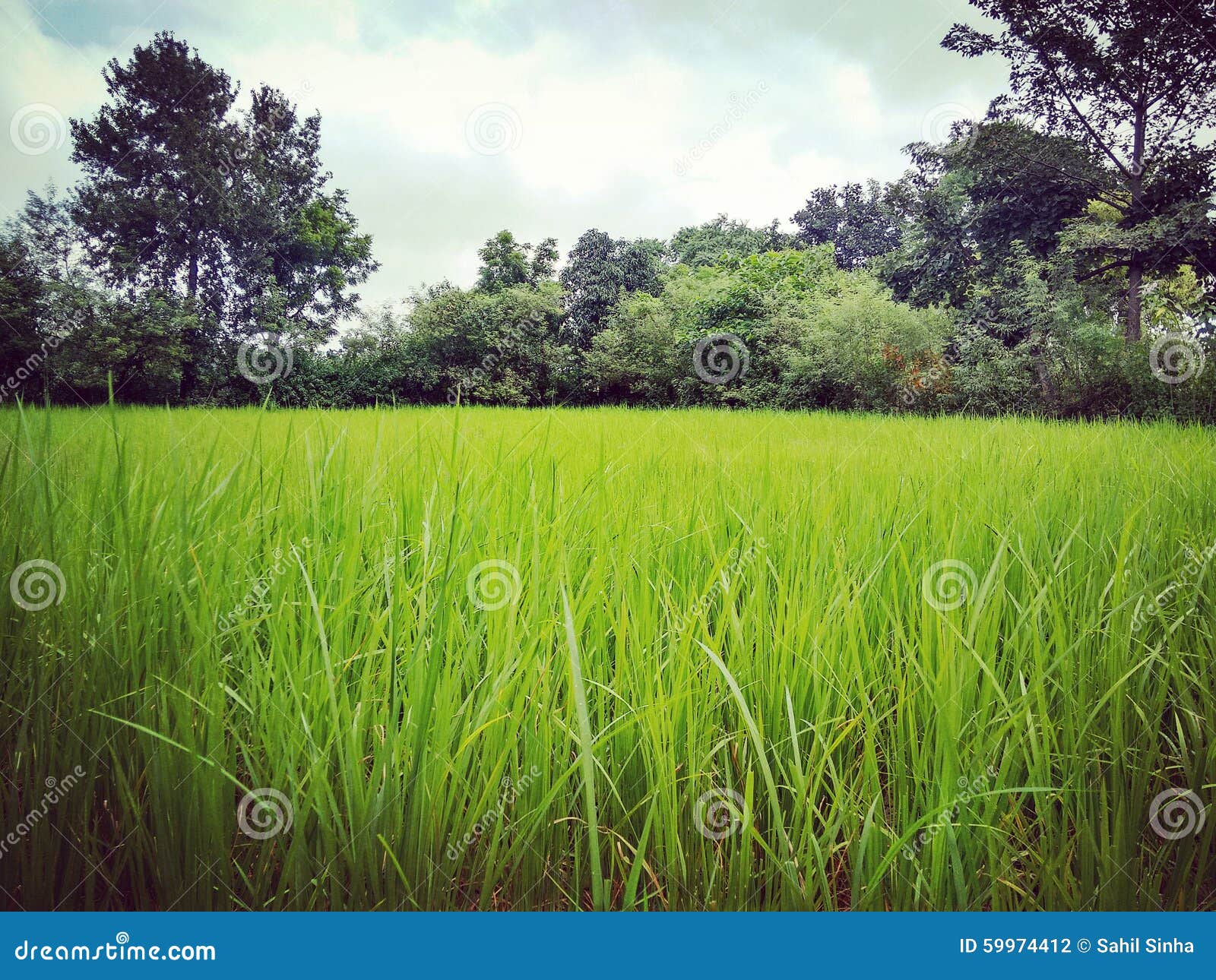 Rural India - Cows Standing On A Dry Farm Land During The Season Of ...