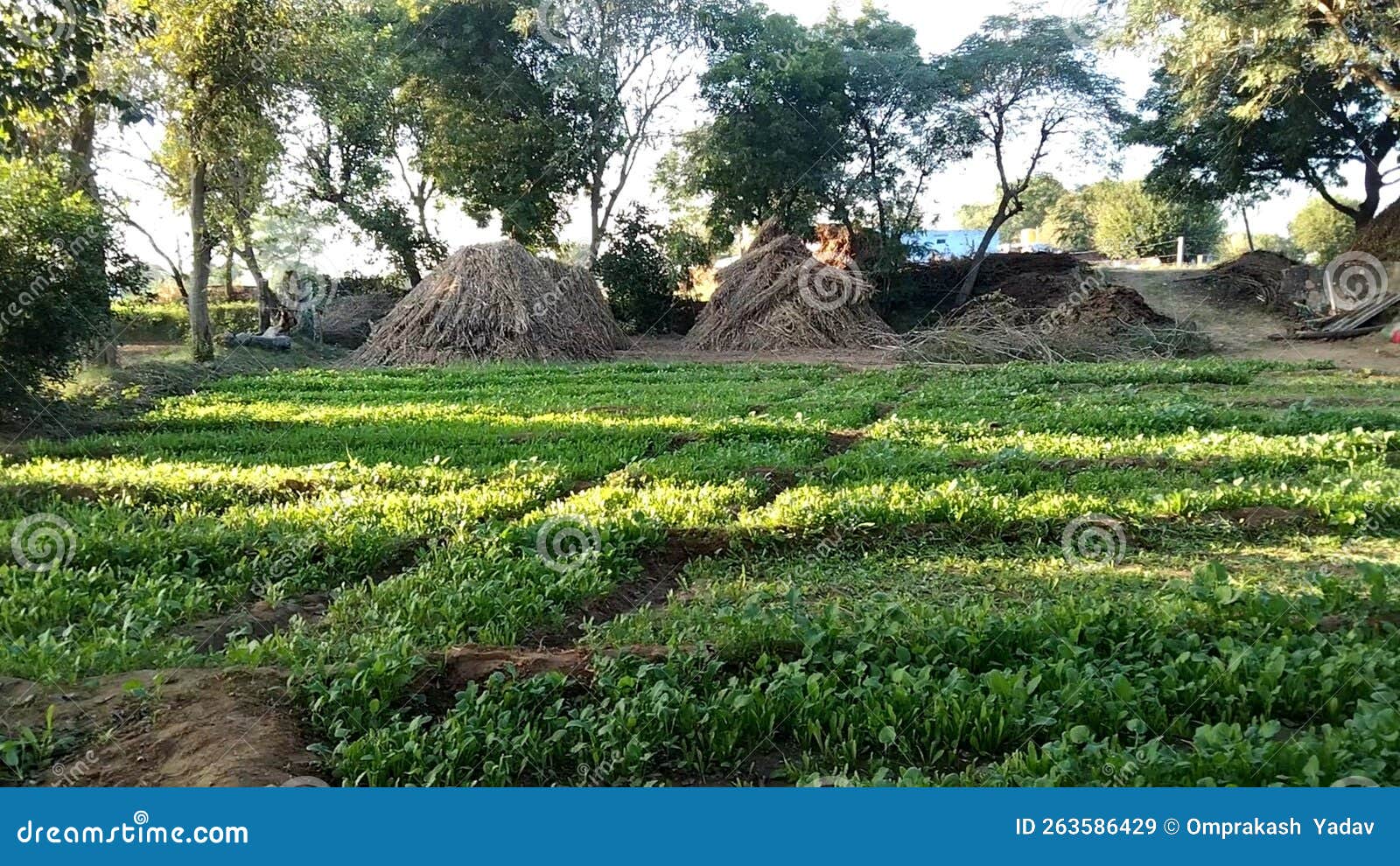 Rural India Village Life Rural Stock Image - Image of temple, woman ...