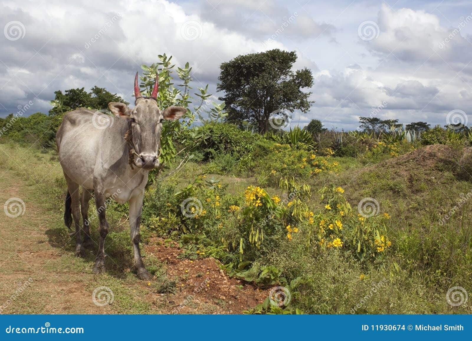 Rural Indian Landscape with Brahma Cow Stock Photo - Image of bright ...