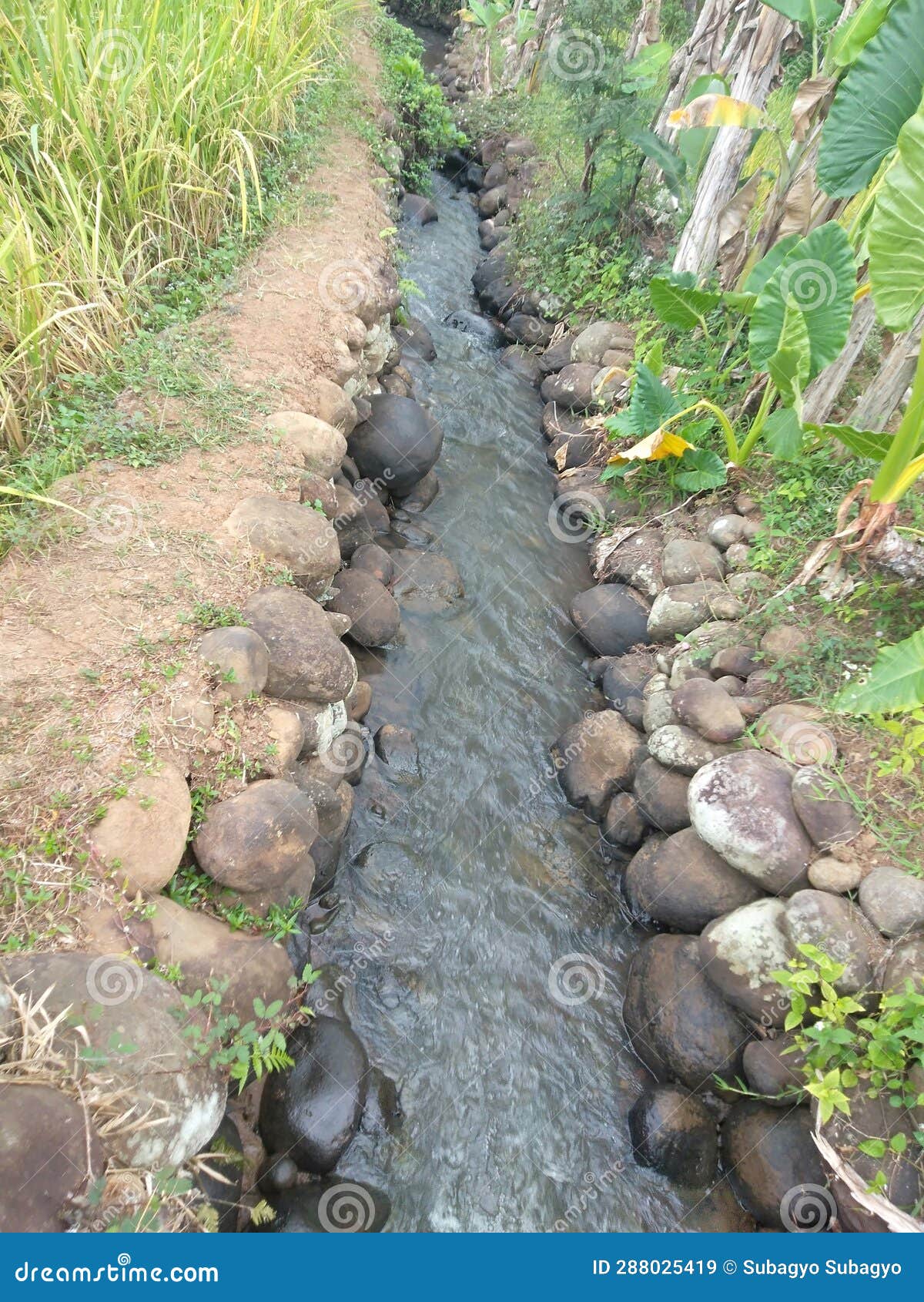 Rural Irrigation Canals To Irrigate Rice Fields Stock Image - Image of ...