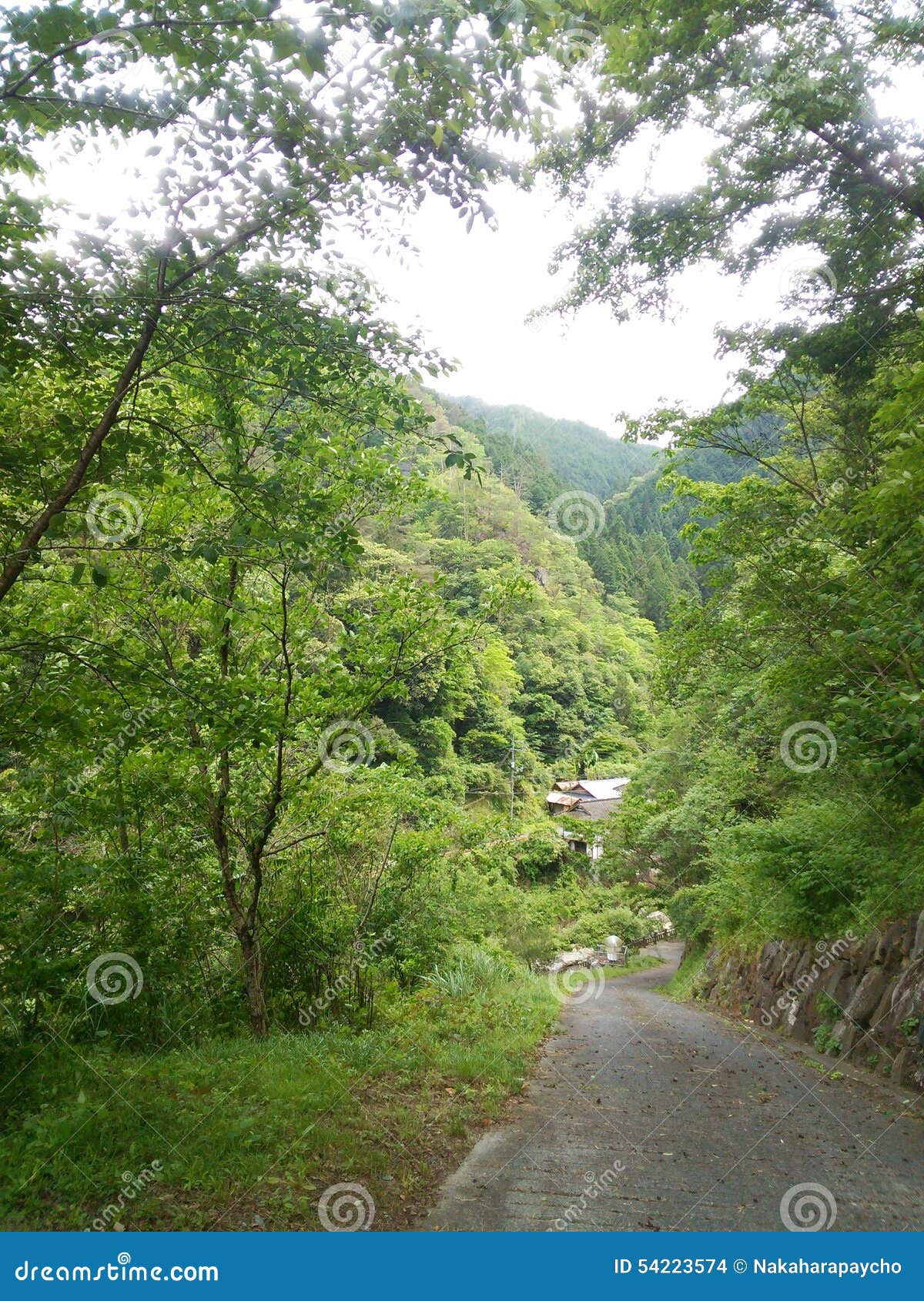 Rural Japan stock photo. Image of trees, summer, japan - 54223574
