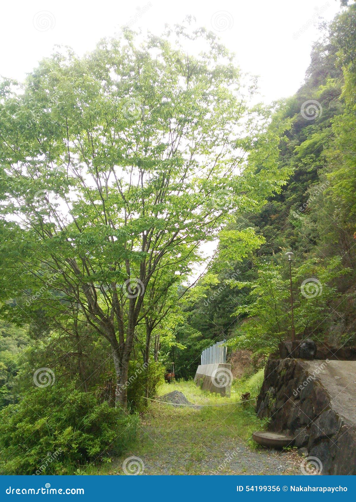 Rural Japan stock photo. Image of japan, trees, mountain - 54199356