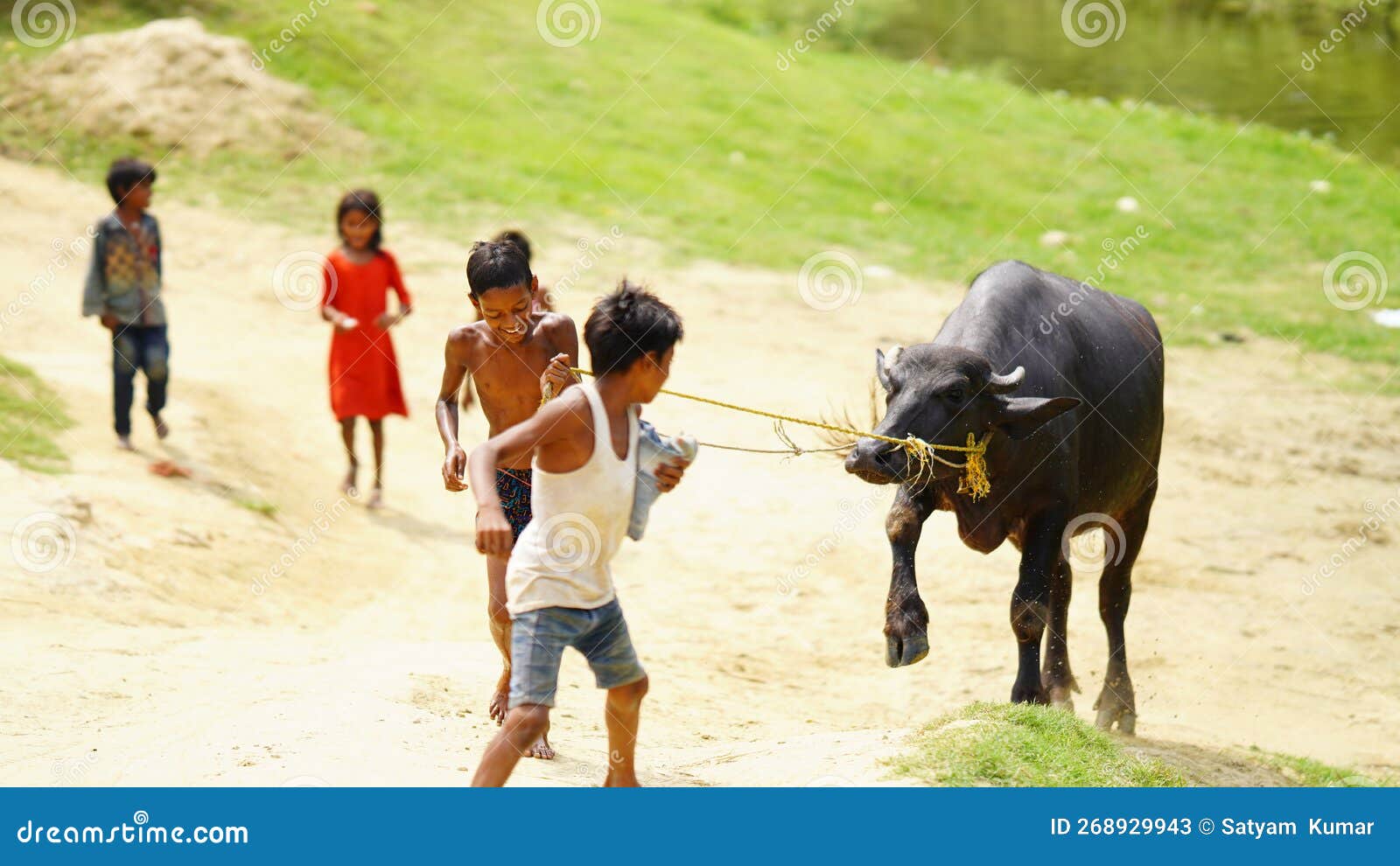 Rural Kids with Buffalo Selective Focus in Village Editorial Stock ...