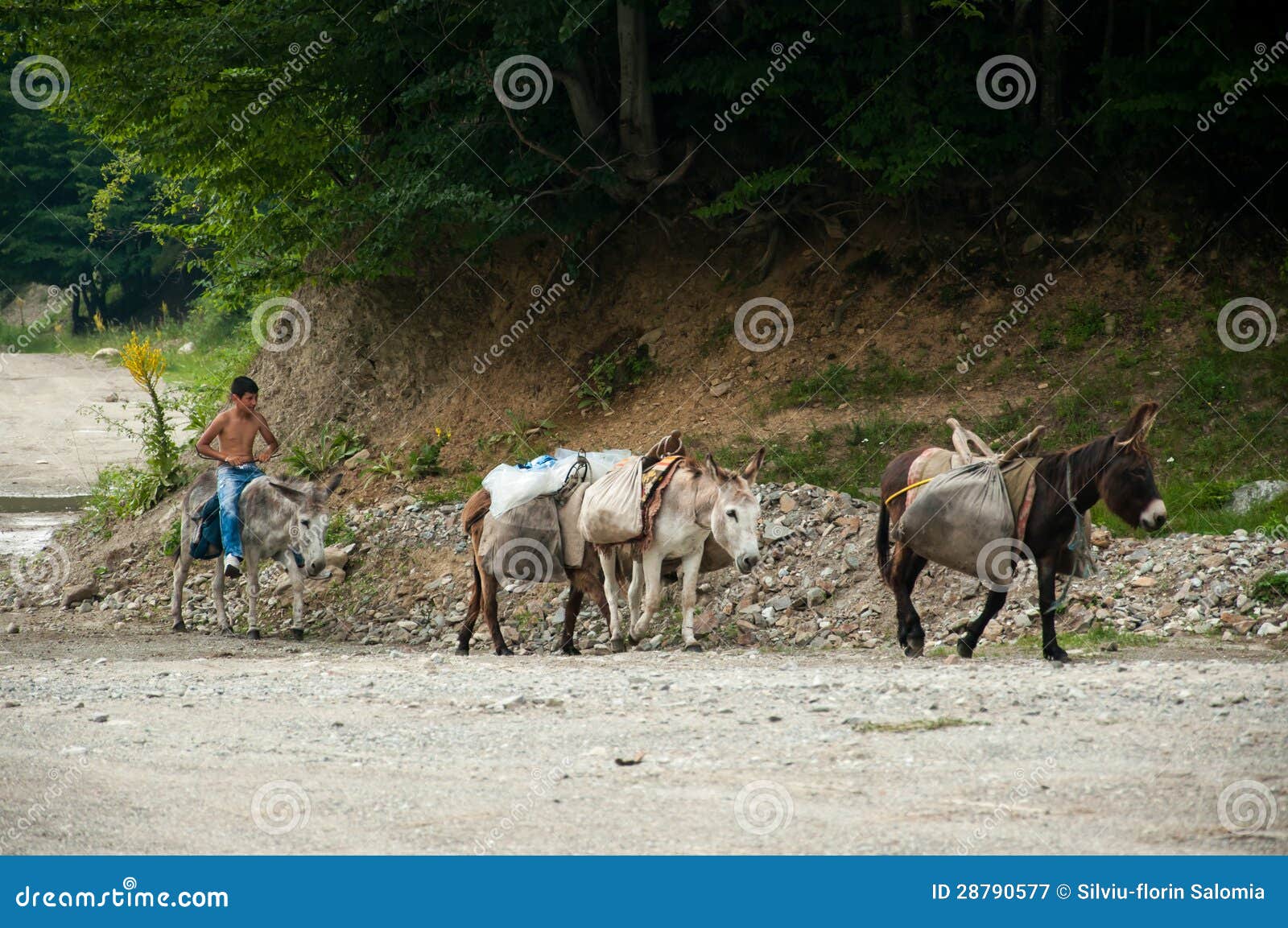 Rural Labor with Child and Donkeys Editorial Photography - Image of ...