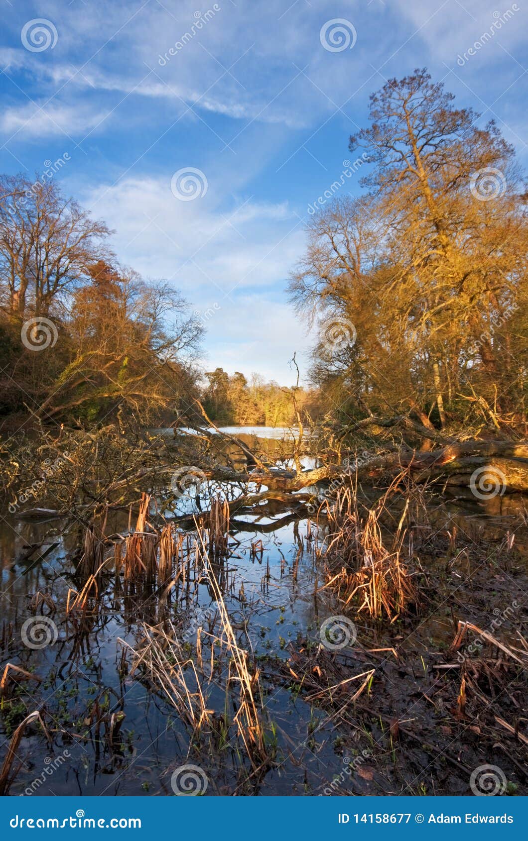 Rural Lake in Warm Afternoon Light Stock Image - Image of scene, golden ...
