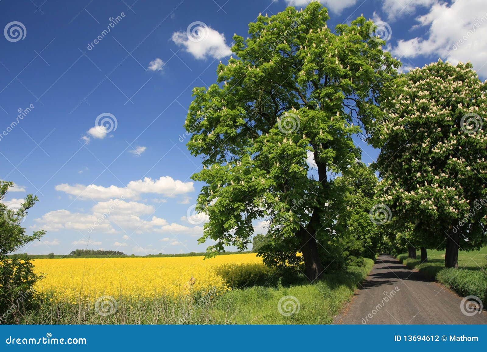 Rural landscape stock photo. Image of grain, green, beauty - 13694612