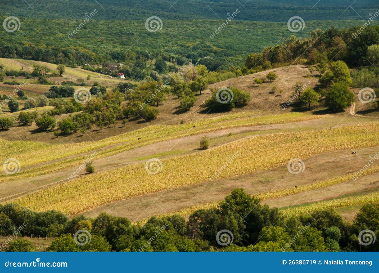 Rural landscape stock image. Image of color, rural, environment - 26386719