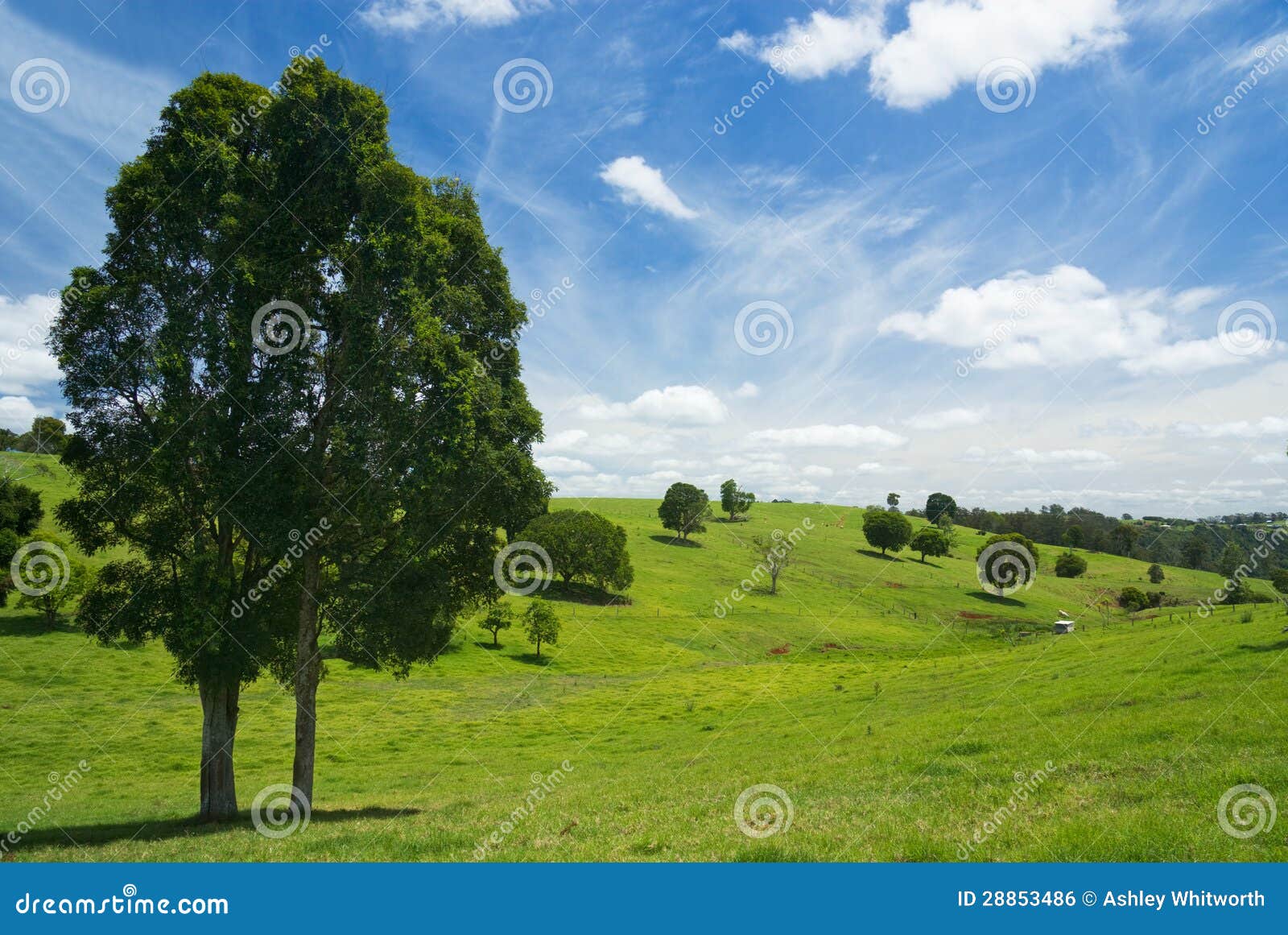 Rural landscape stock photo. Image of tree, australia - 28853486