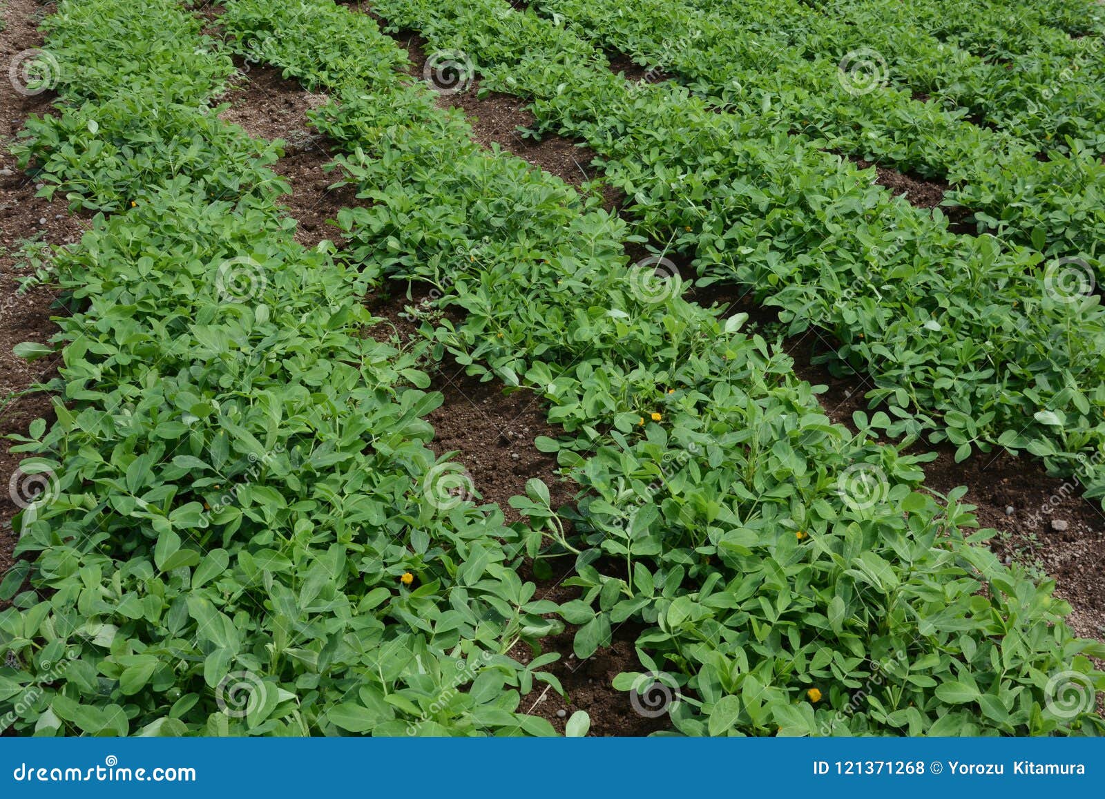 Peanut cultivation stock photo. Image of grow, farming - 121371268