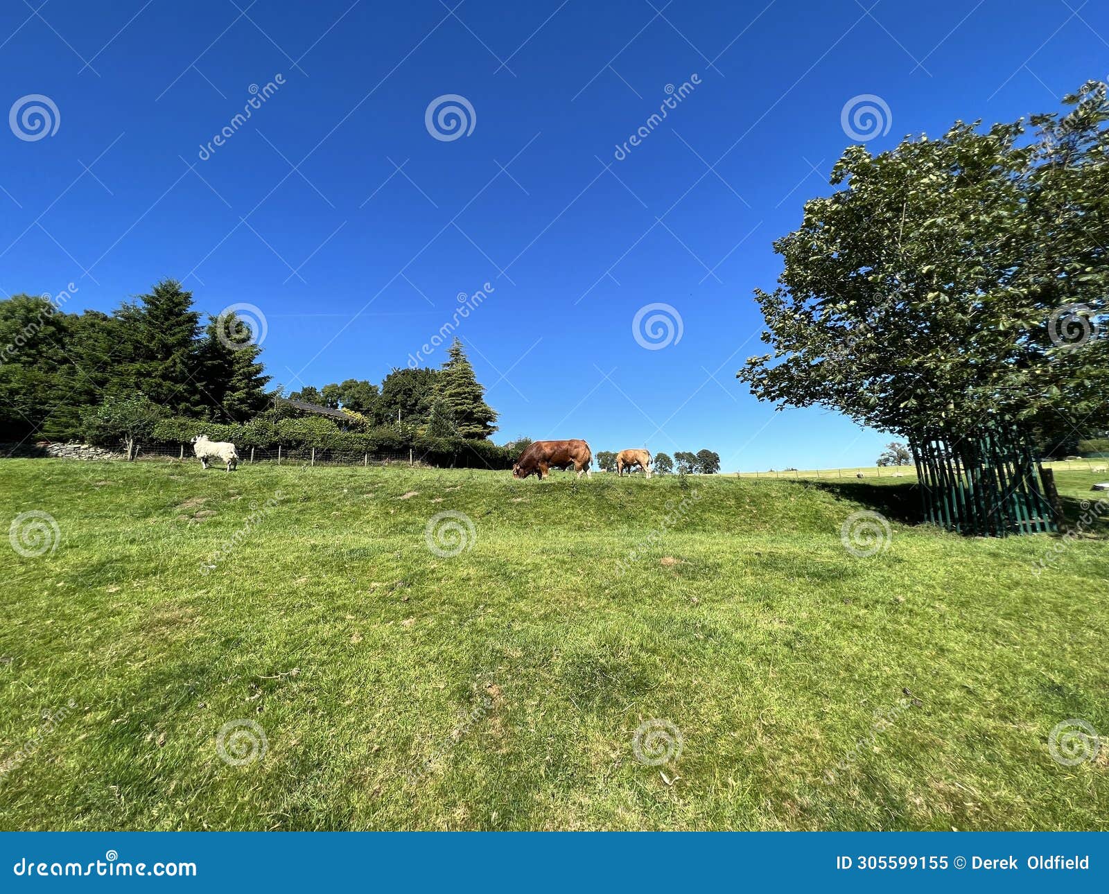 Rural Landscape, with Cattle and Old Trees, in, Grindleton, Clitheroe ...