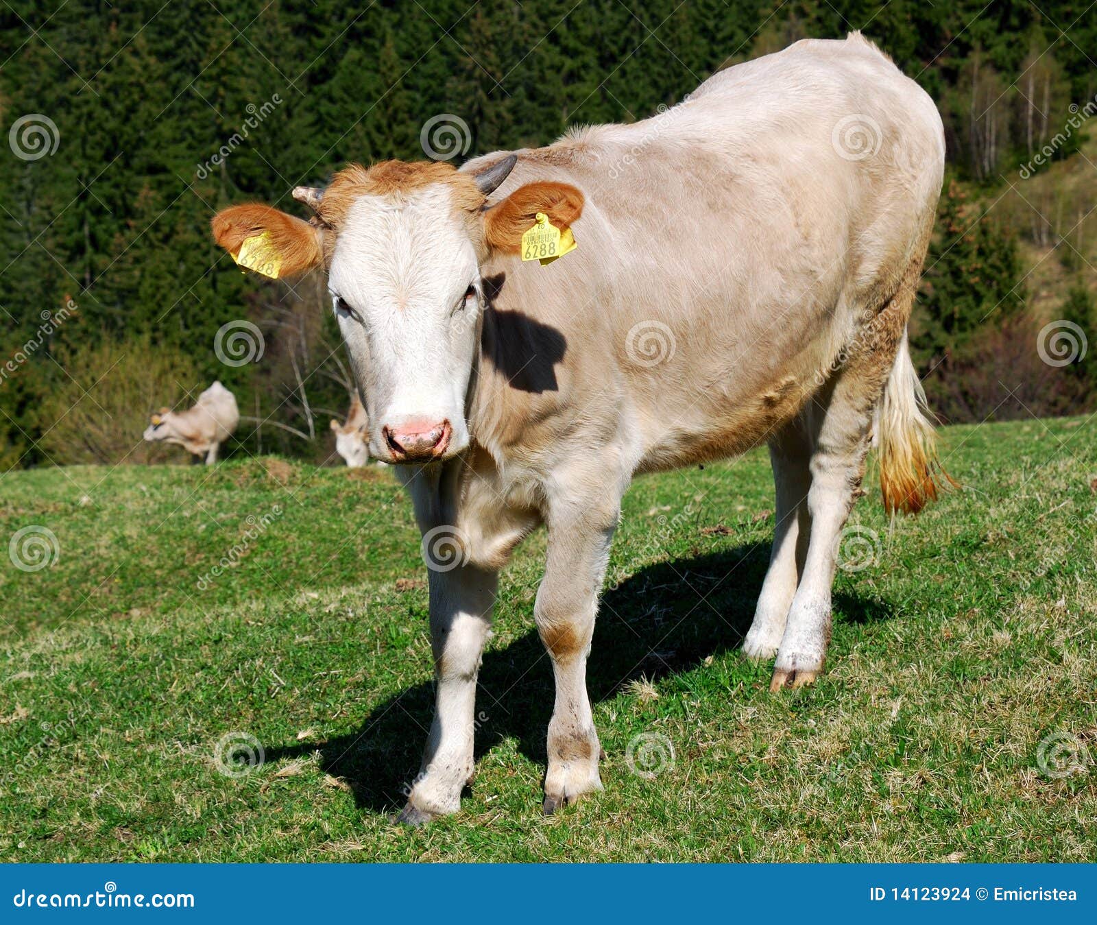 Rural landscape with cow stock photo. Image of calf, foxy - 14123924