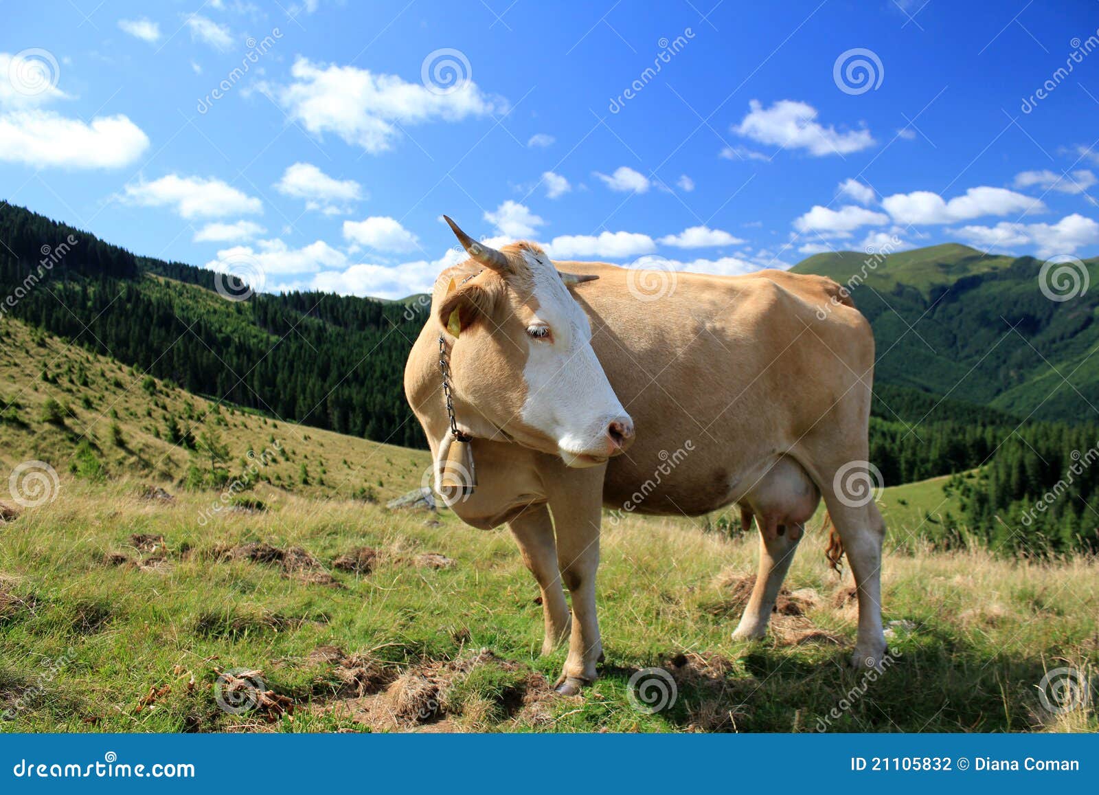 Rural landscape with cow stock photo. Image of alpine - 21105832