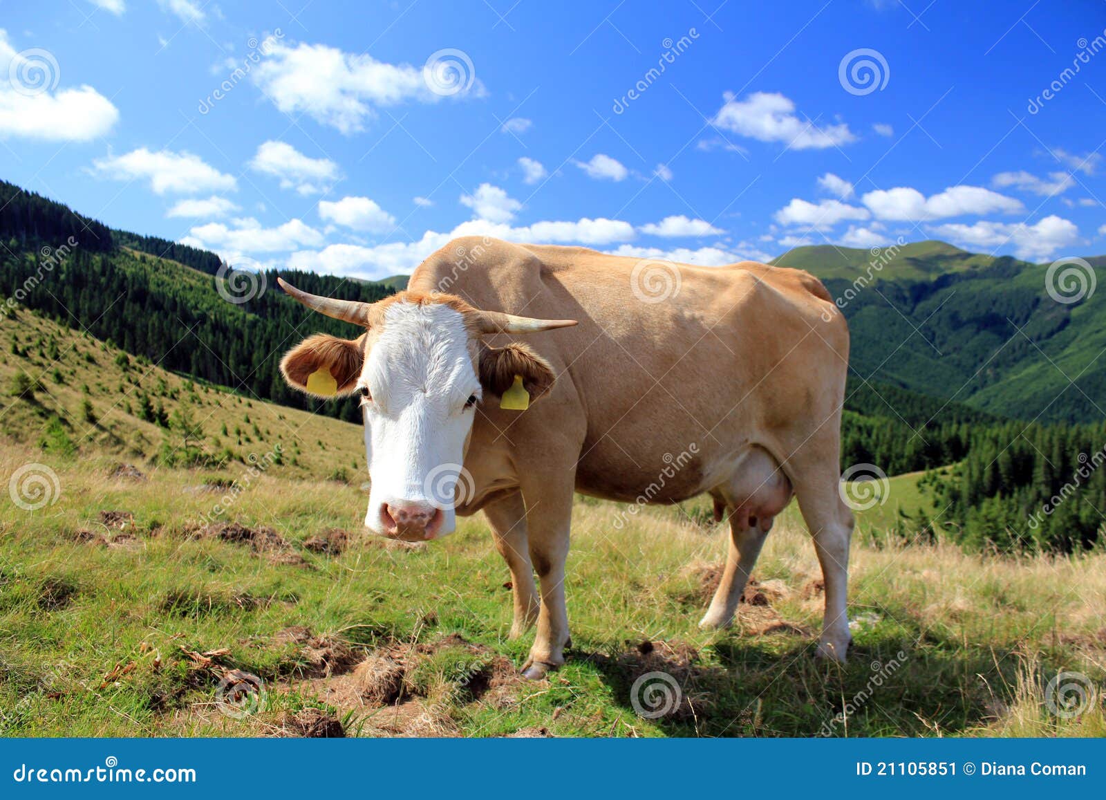 Rural landscape with cow stock image. Image of mount - 21105851
