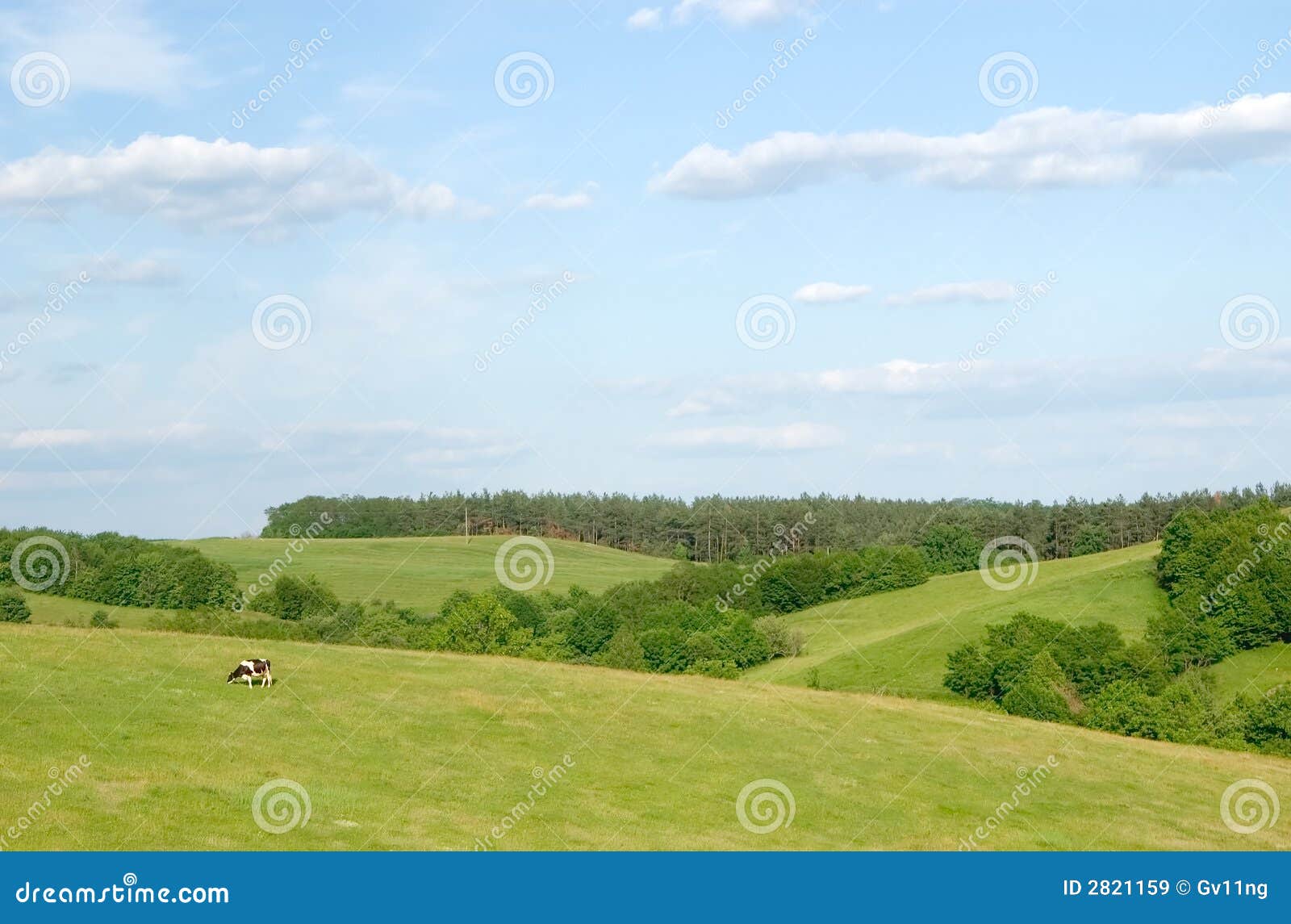 Rural landscape with cow stock image. Image of fields - 2821159