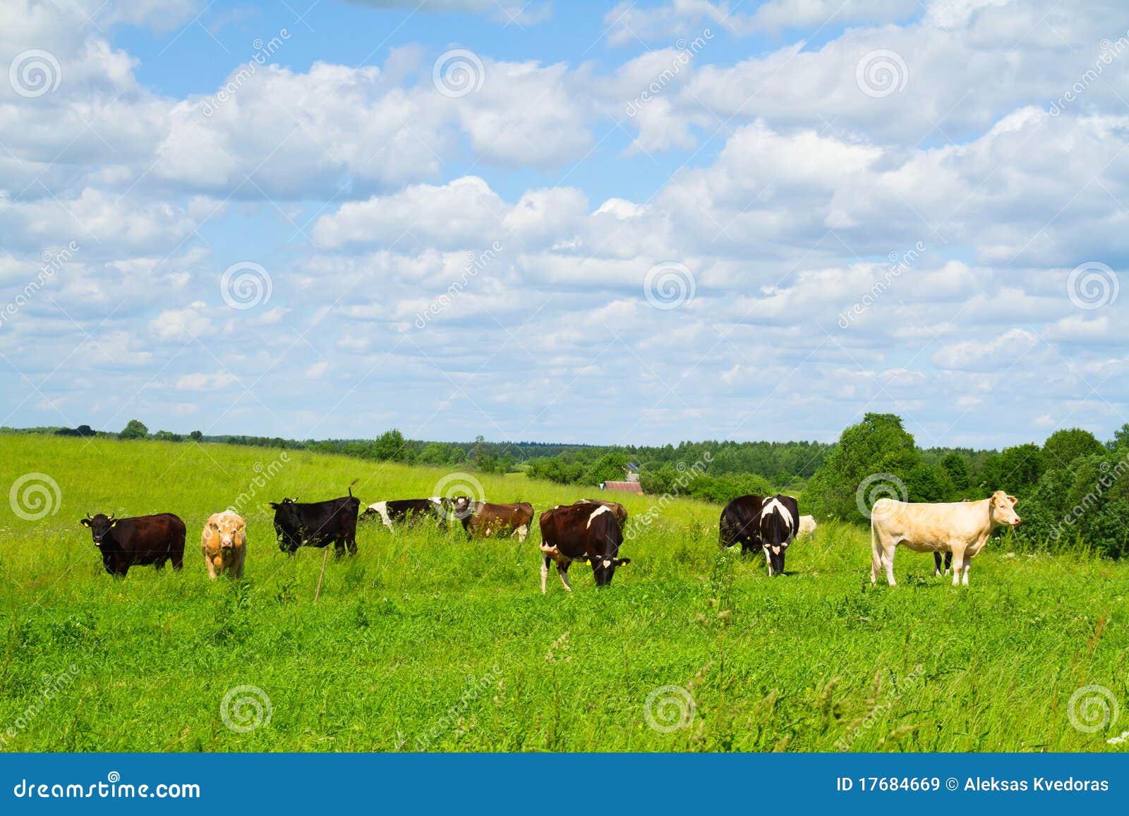 Rural landscape with cows stock image. Image of grazing - 17684669