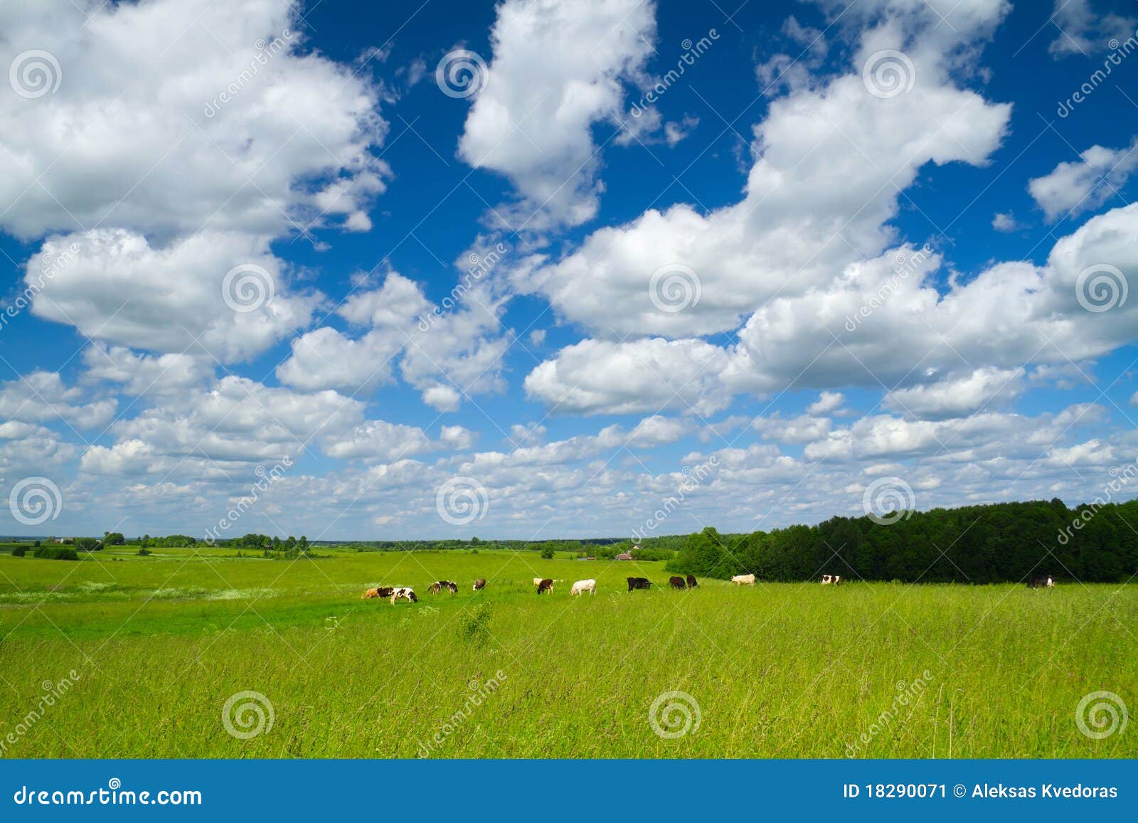 Rural landscape with cows stock image. Image of horizon - 18290071