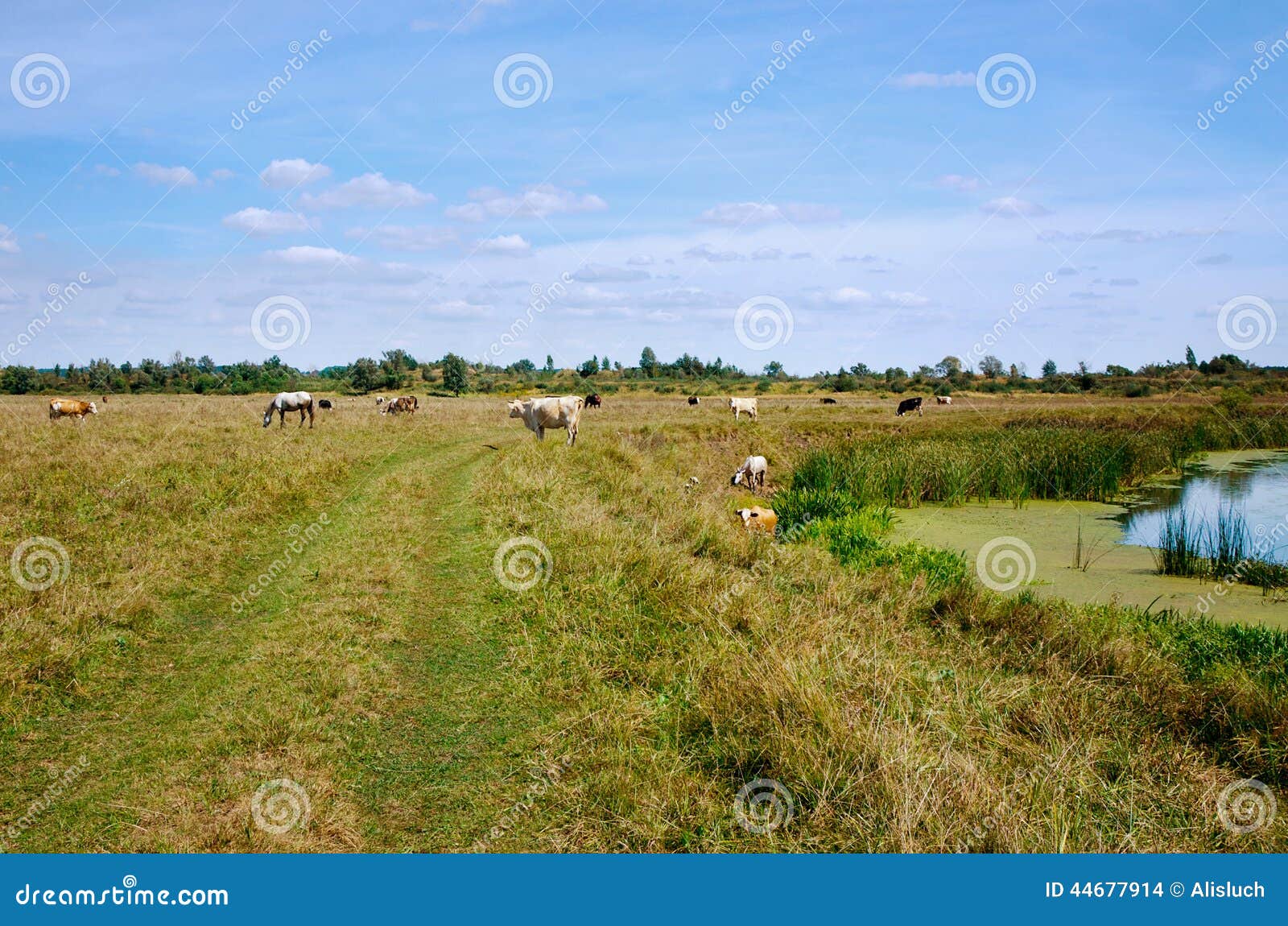 Rural Landscape with Cows and Horses Stock Photo - Image of ecology ...