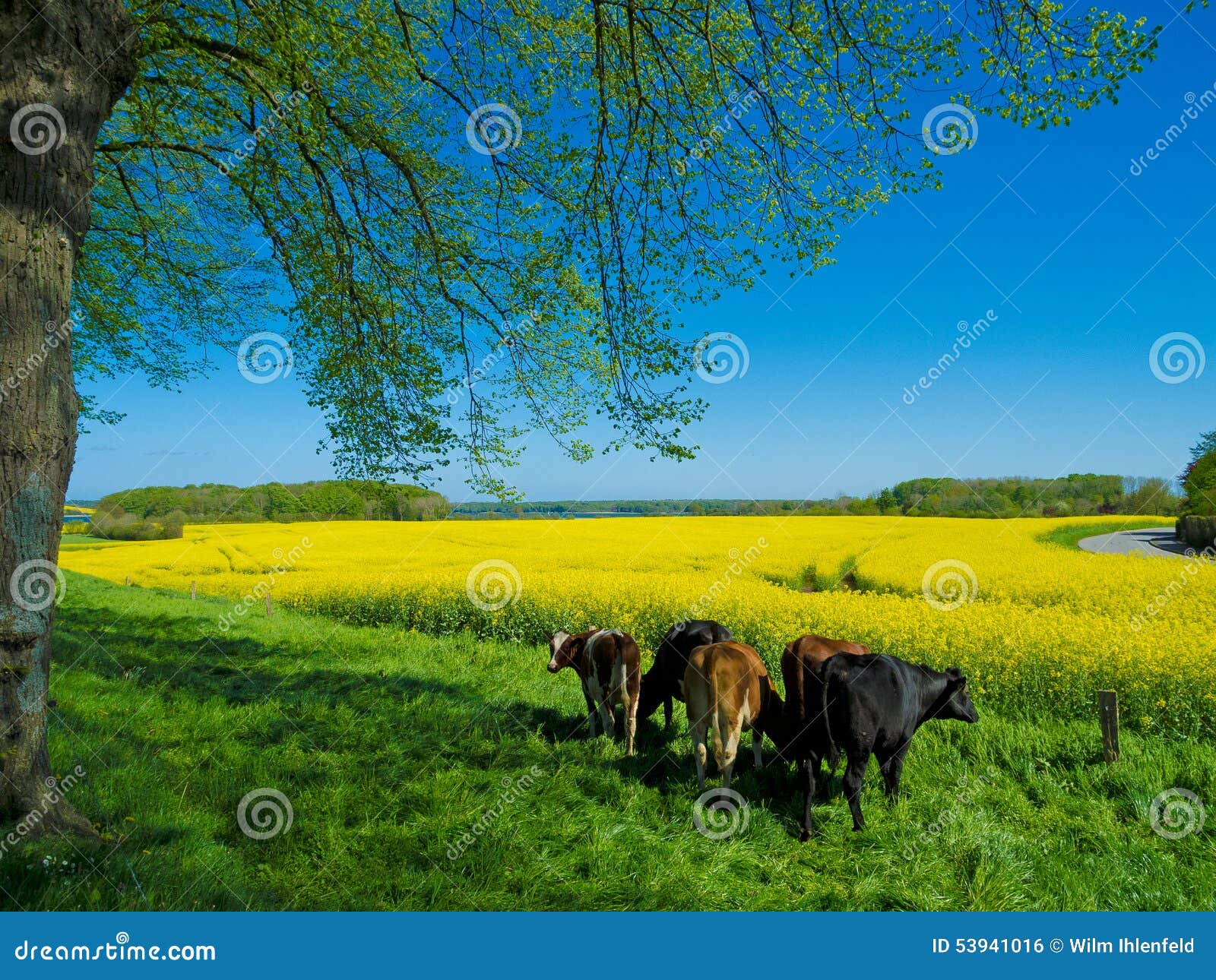 Rural Landscape with Cows in Spring Stock Photo - Image of landscape ...