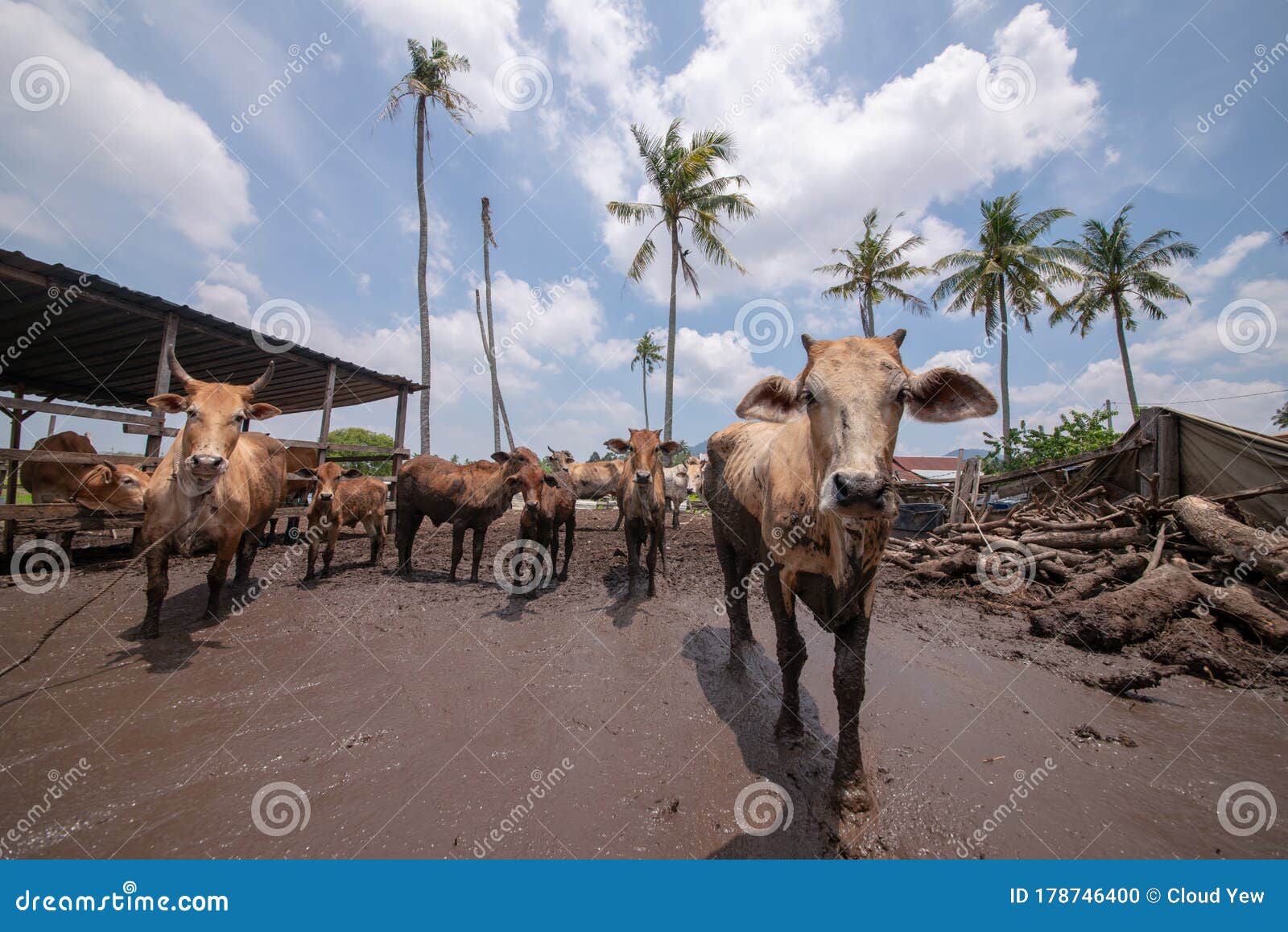 Rural landscape of cows stock photo. Image of house - 178746400