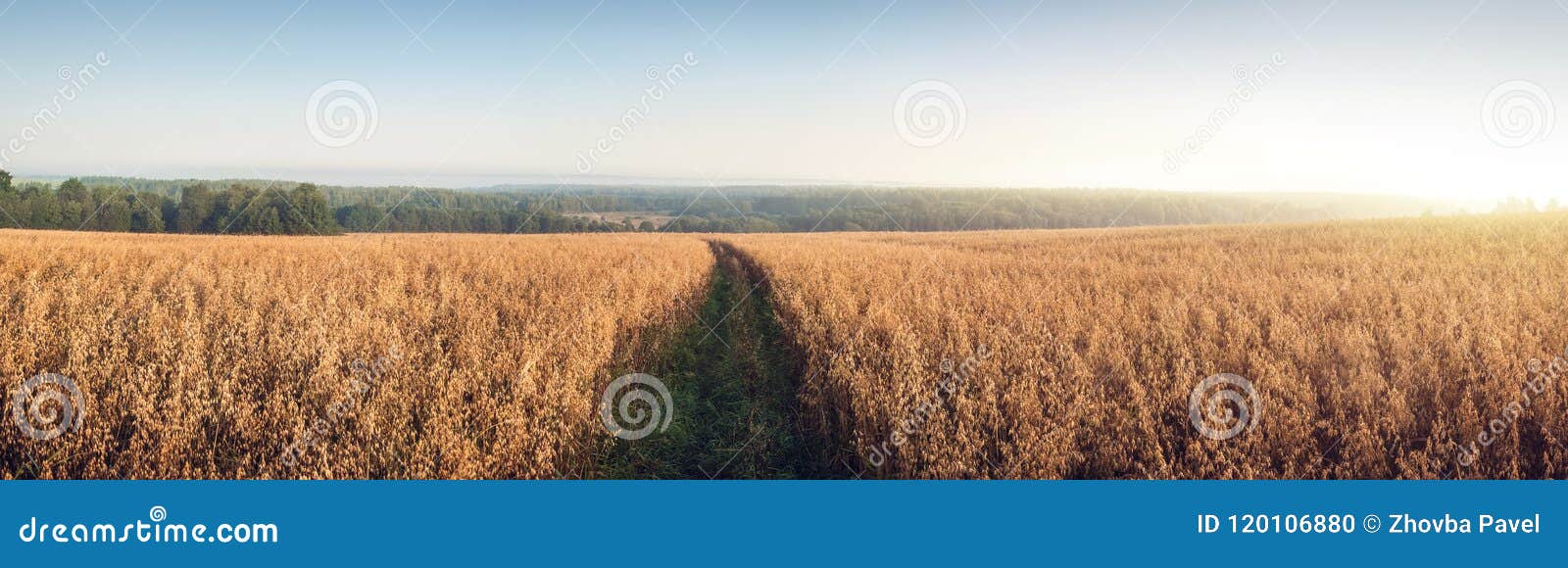 Rural Landscape at Dawn with Oat Fields Stock Photo - Image of morning ...