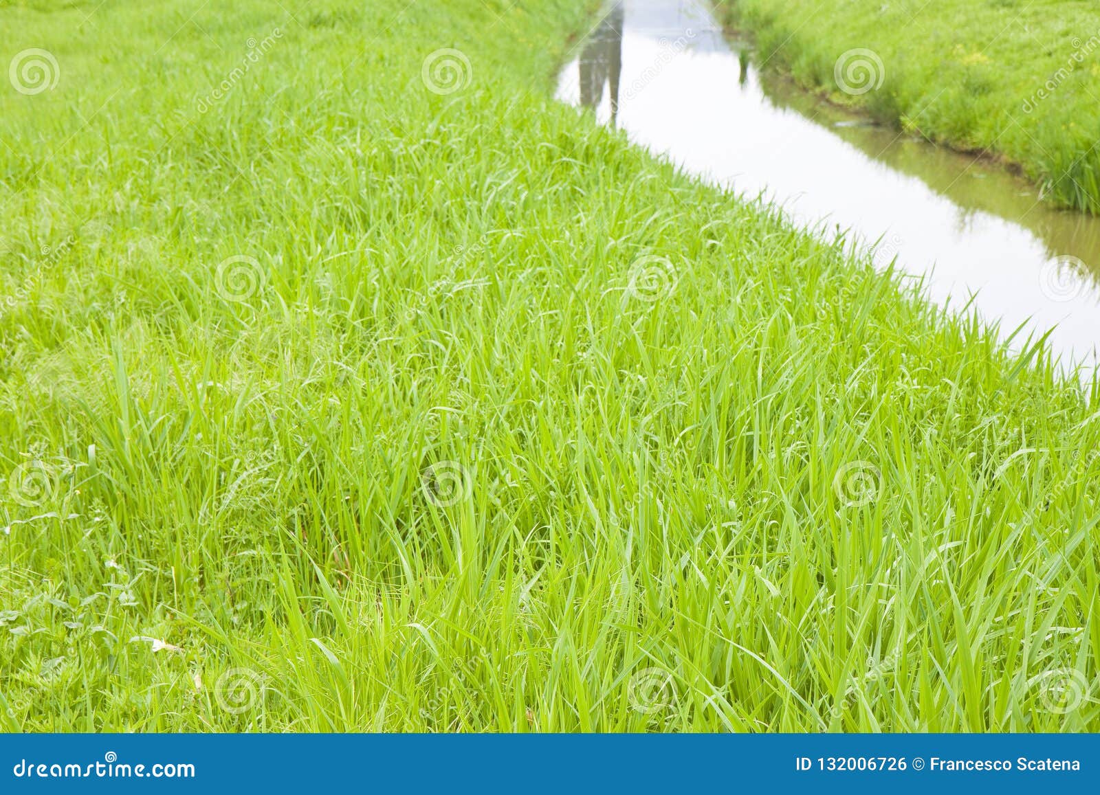 Rural Landscape with Ditch, Green Grass and Water - Image with C Stock ...