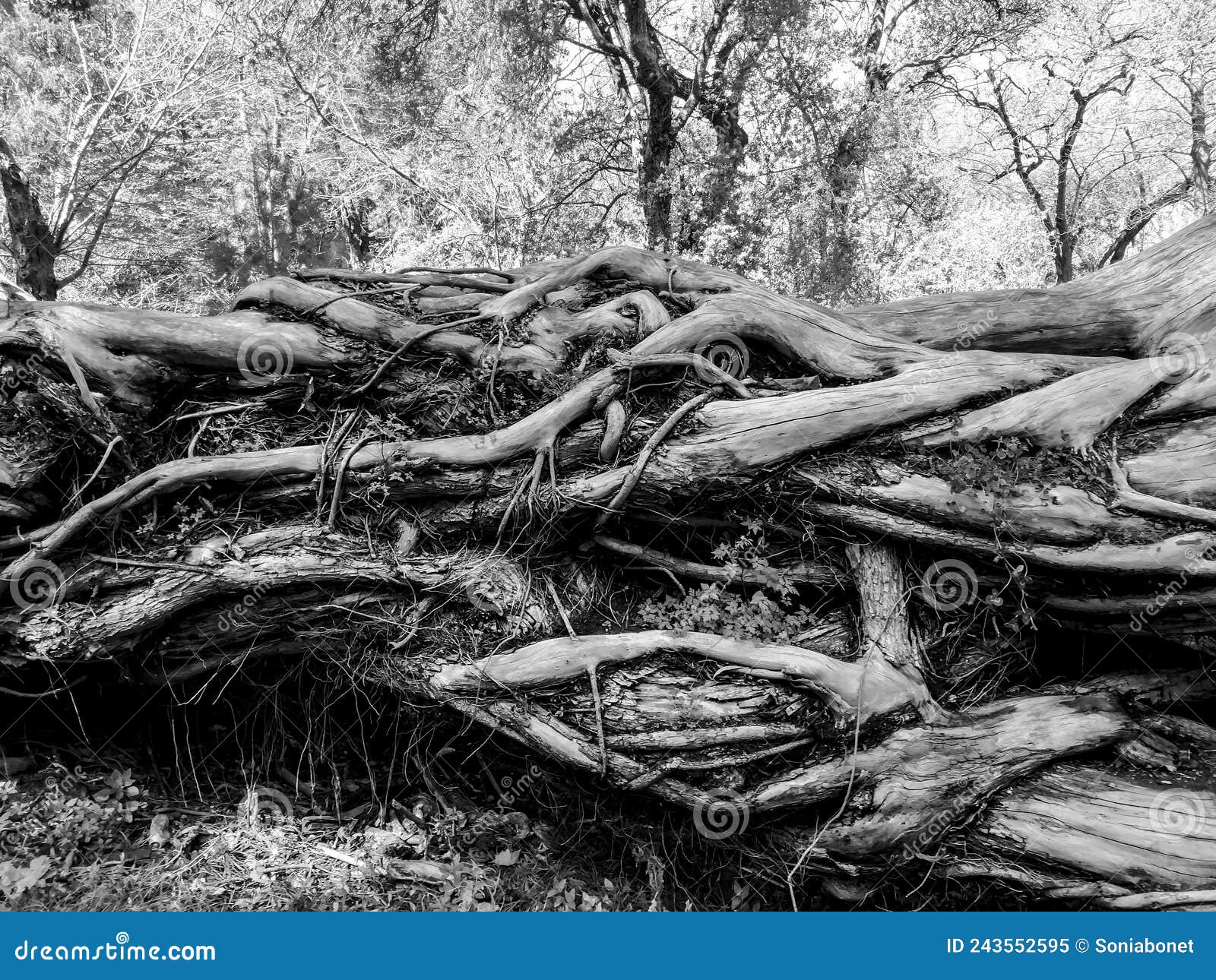Rural Landscape with Dried Tree Roots Stock Image - Image of creeping ...