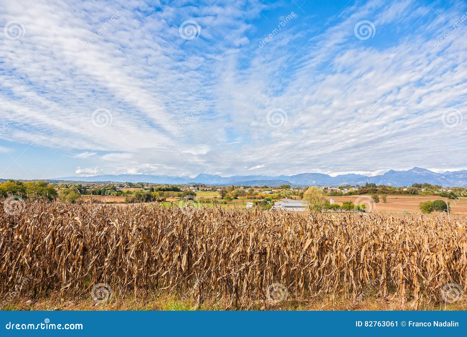 Rural Landscape . Field of Corn Ready for Harvest Stock Image - Image ...