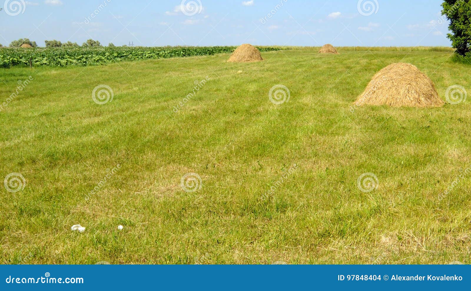 Rural landscape with field stock photo. Image of nature - 97848404