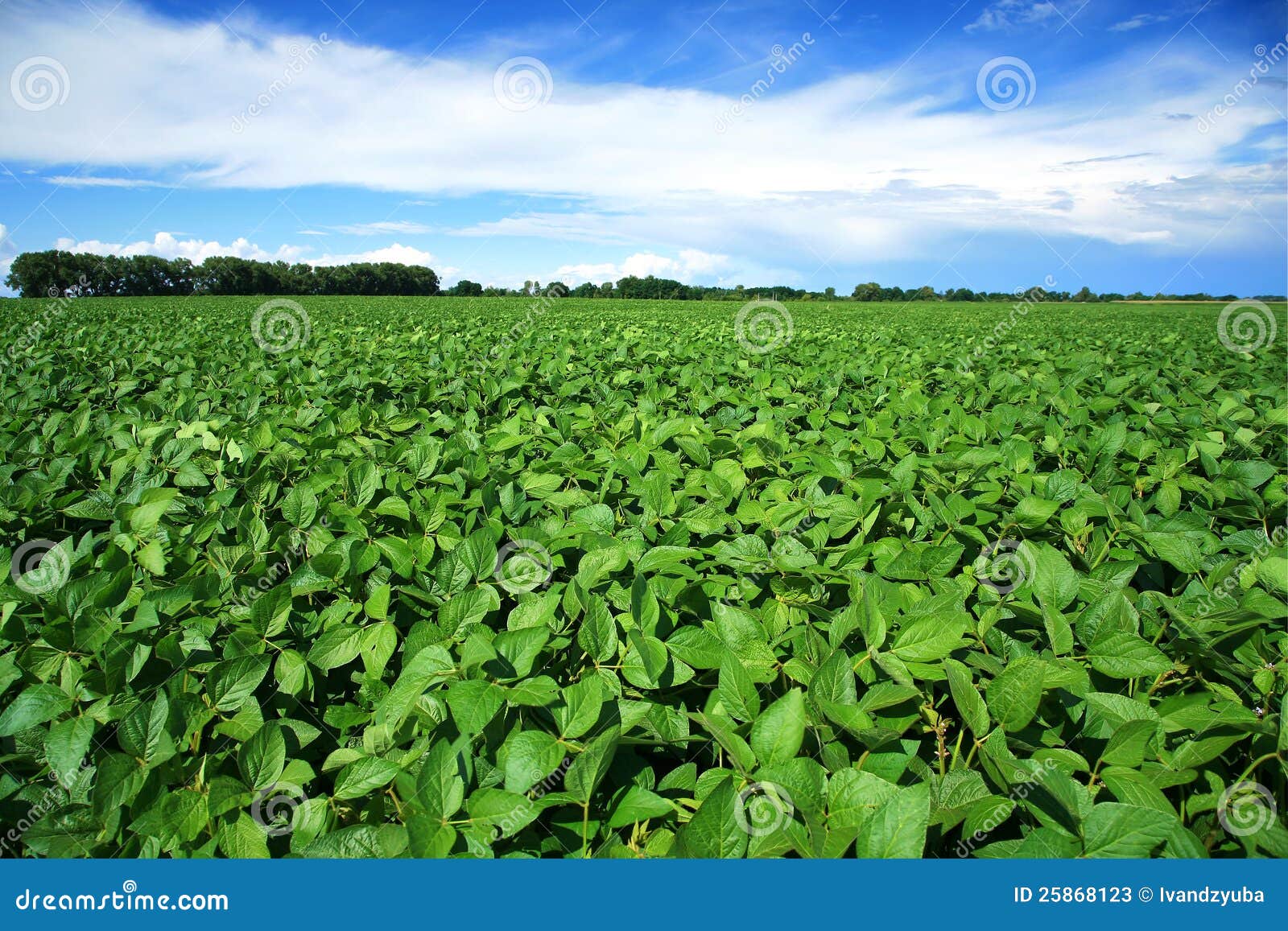Rural Landscape with Fresh Green Soy Field Stock Image - Image of ...