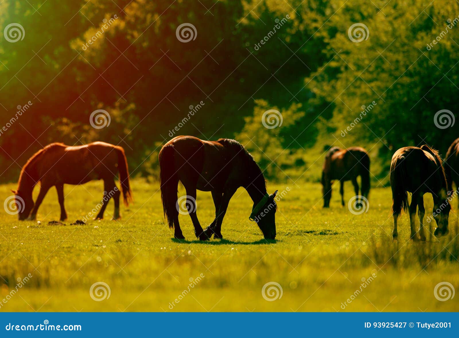 Rural Landscape with Grazing Horses on Pasture Stock Image - Image of ...