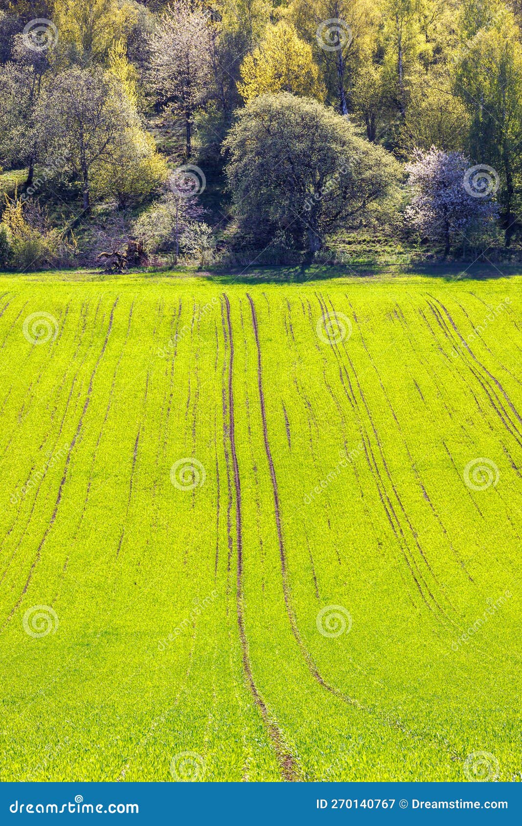 Rural Landscape with a Green Field and Budding Trees at Spring Stock ...